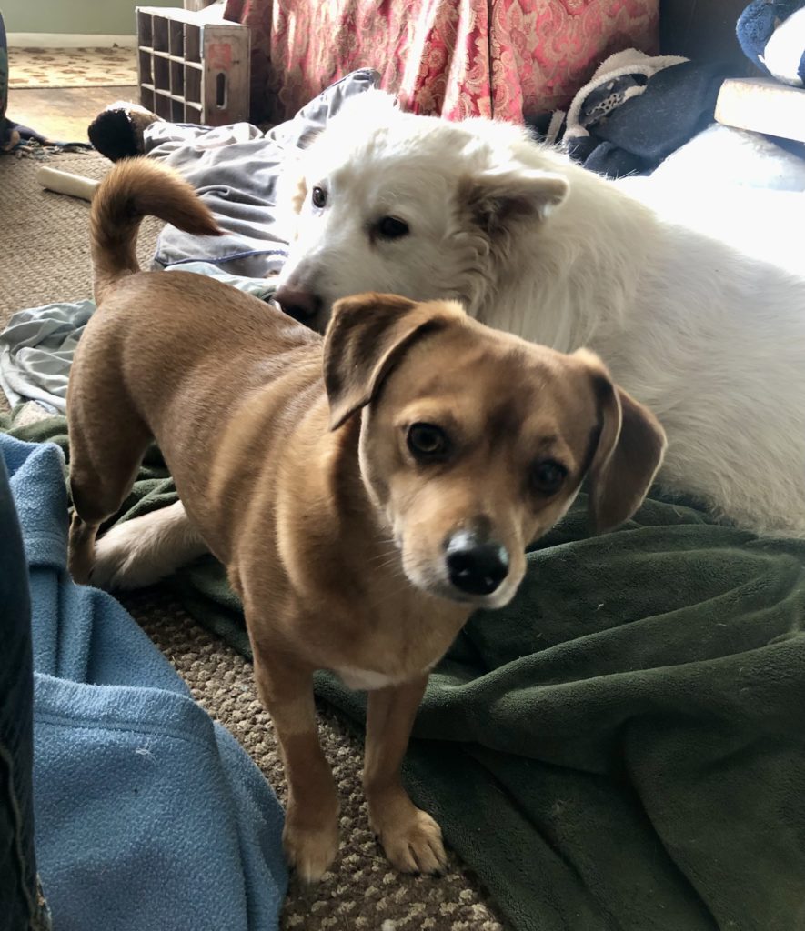 Aslan • Old Dog Haven