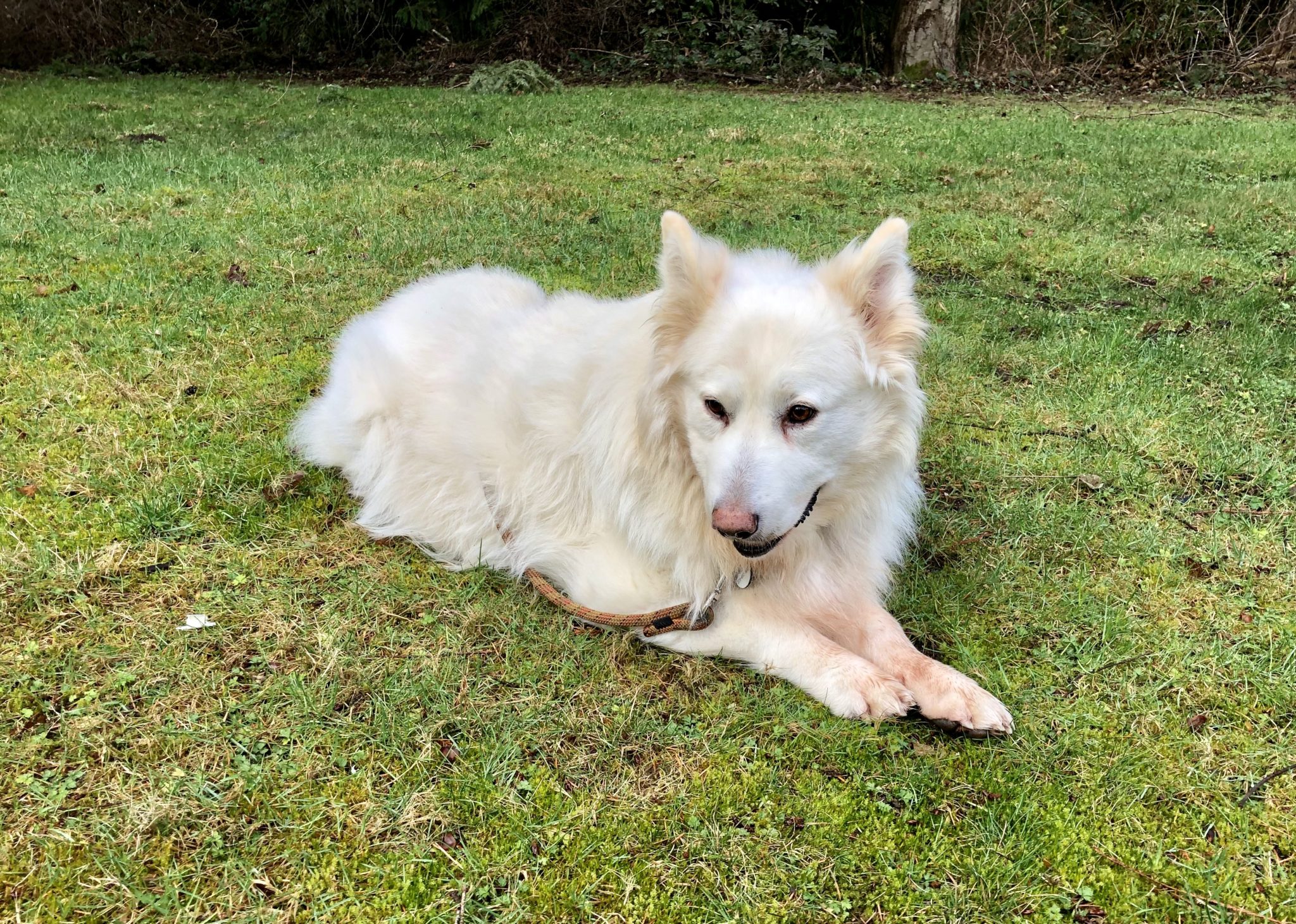 Aslan • Old Dog Haven