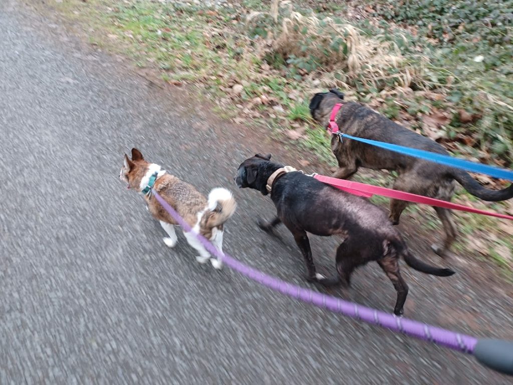 Teddy • Old Dog Haven