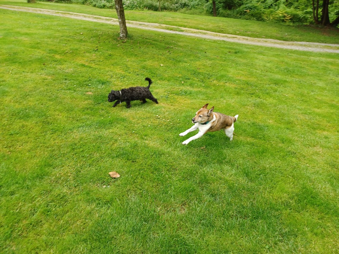 Teddy • Old Dog Haven