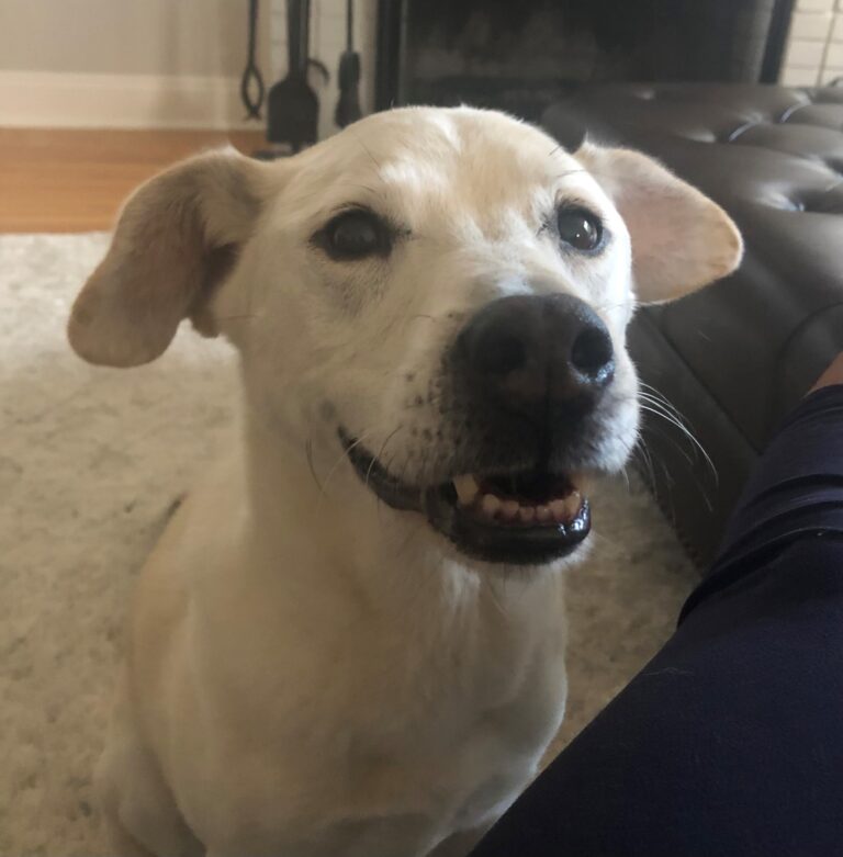 Adoptable • Dog Category • Old Dog Haven