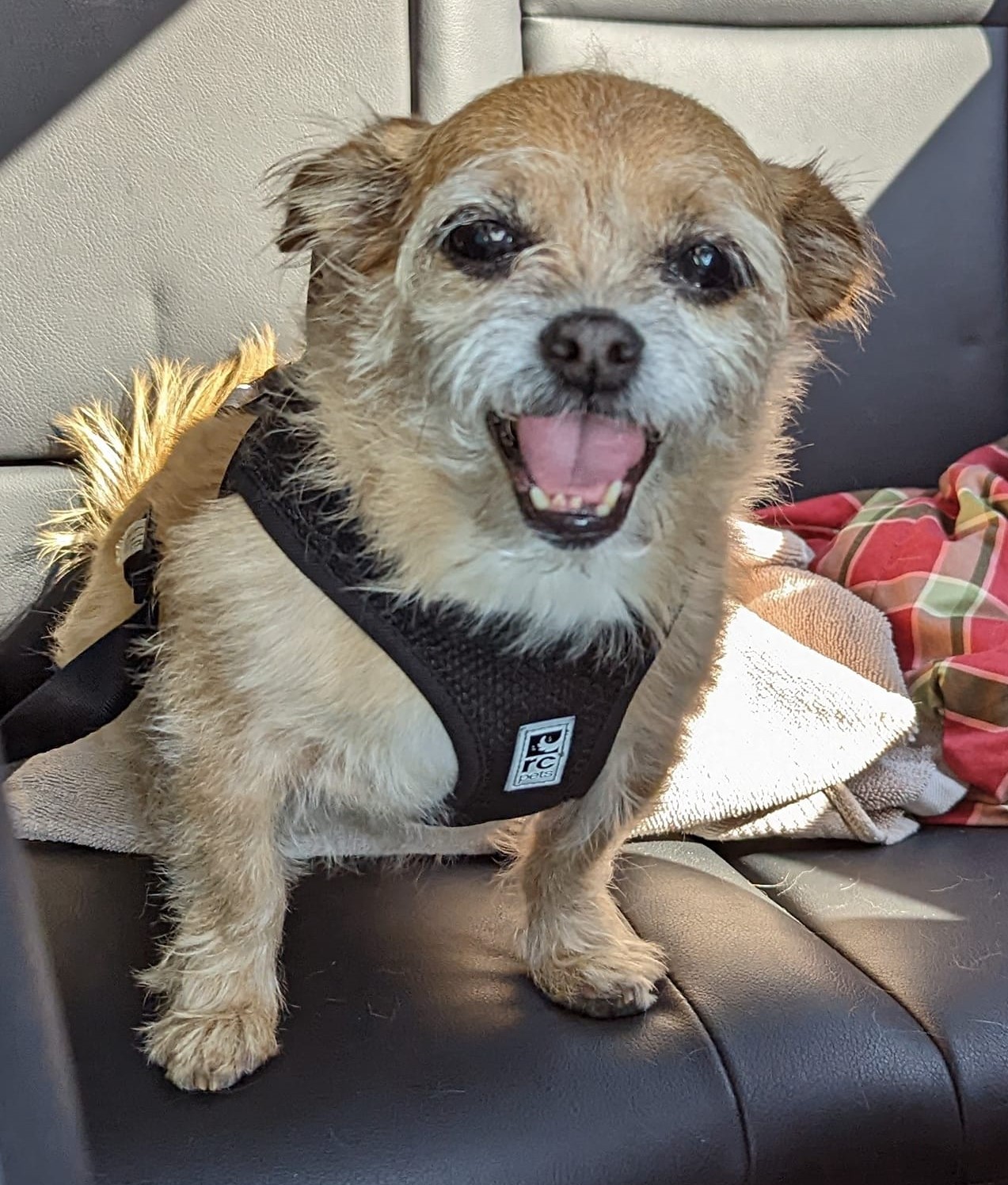 Wee Beastie (fka Sarah) • Old Dog Haven