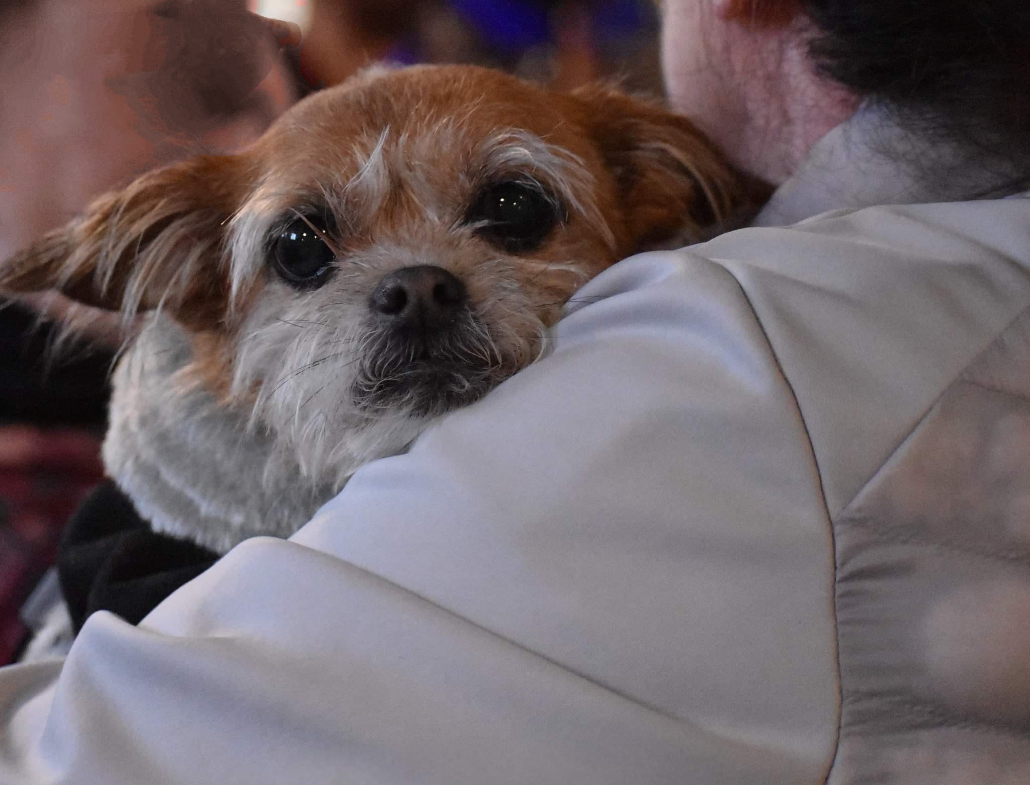 Wee Beastie (fka Sarah) • Old Dog Haven