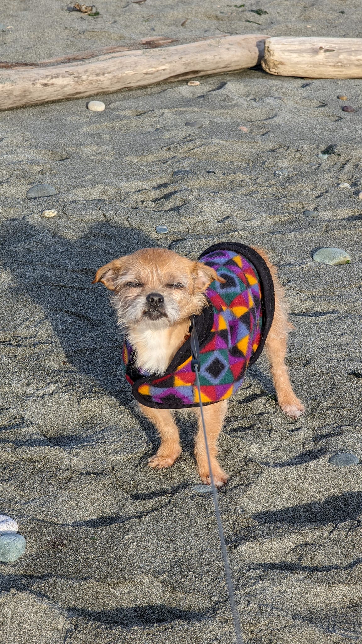 Wee Beastie (fka Sarah) • Old Dog Haven