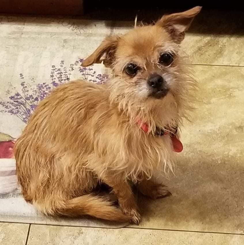 Wee Beastie (fka Sarah) • Old Dog Haven