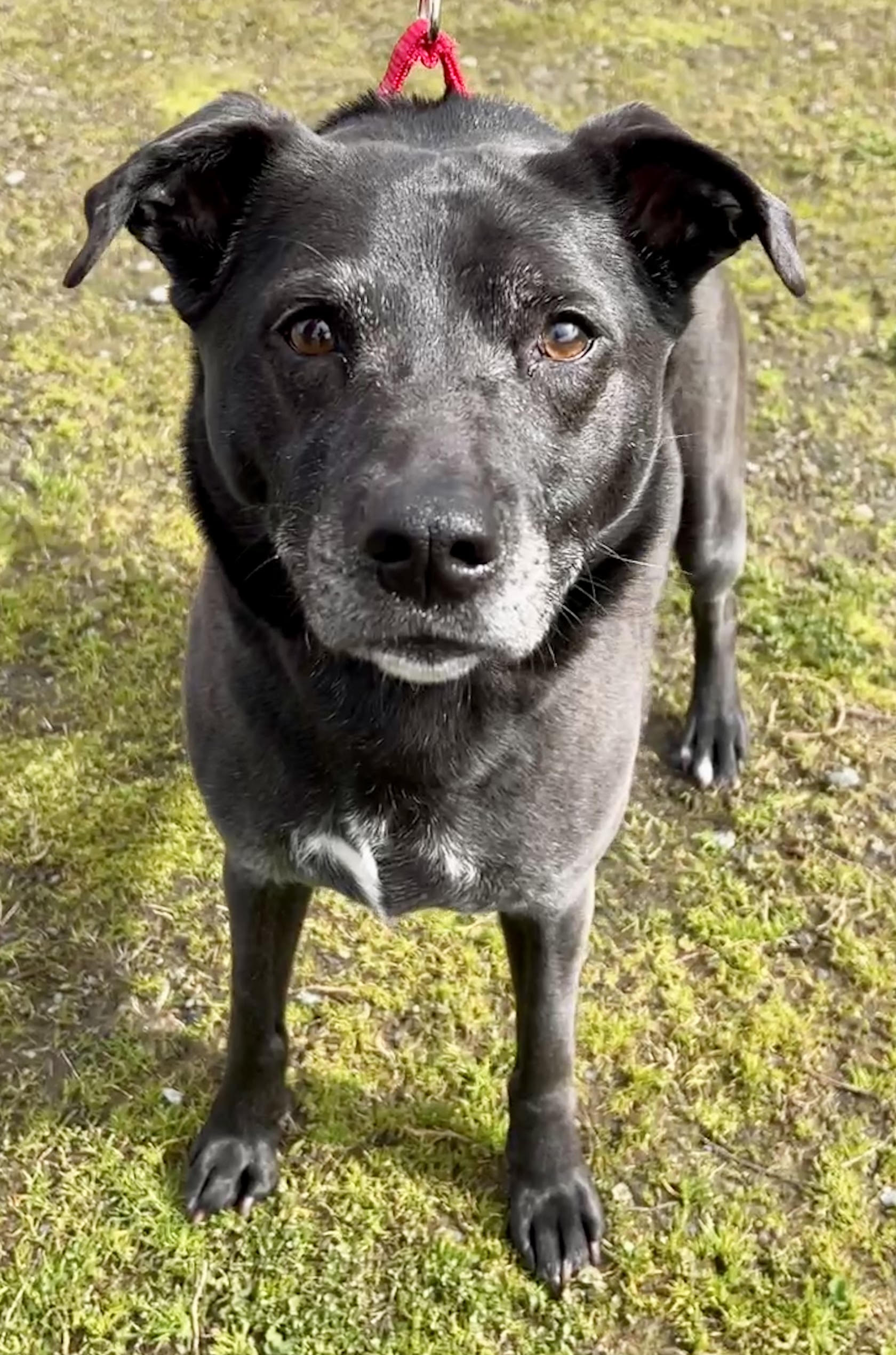 Molly • Old Dog Haven