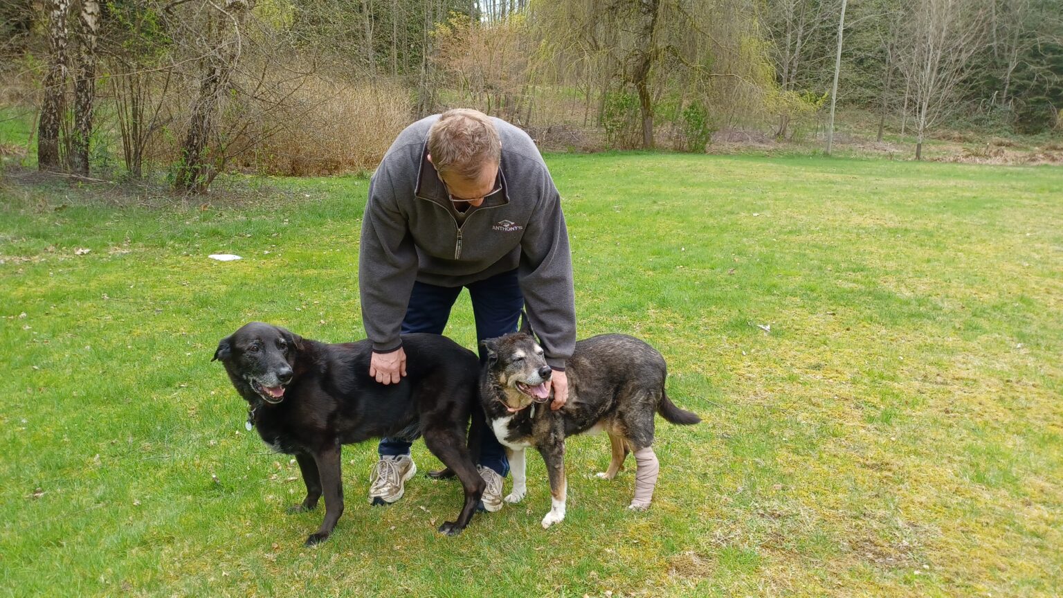 Sarge • Old Dog Haven