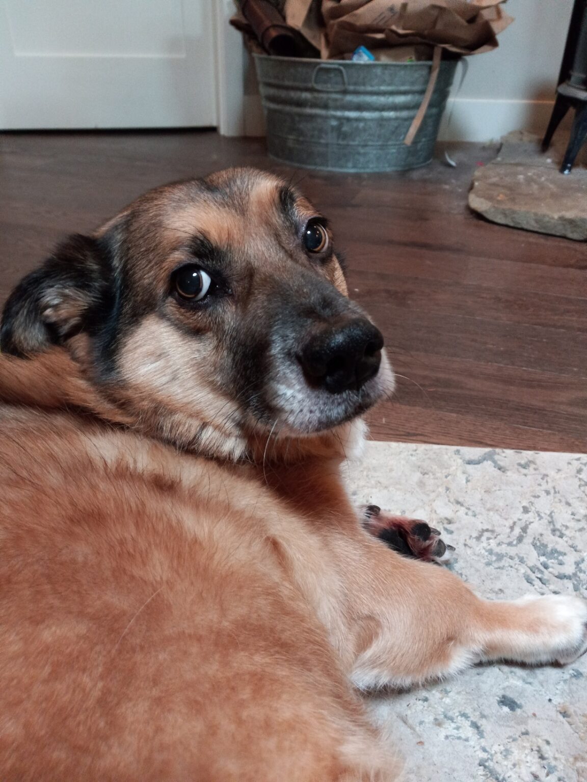 Puget • Old Dog Haven