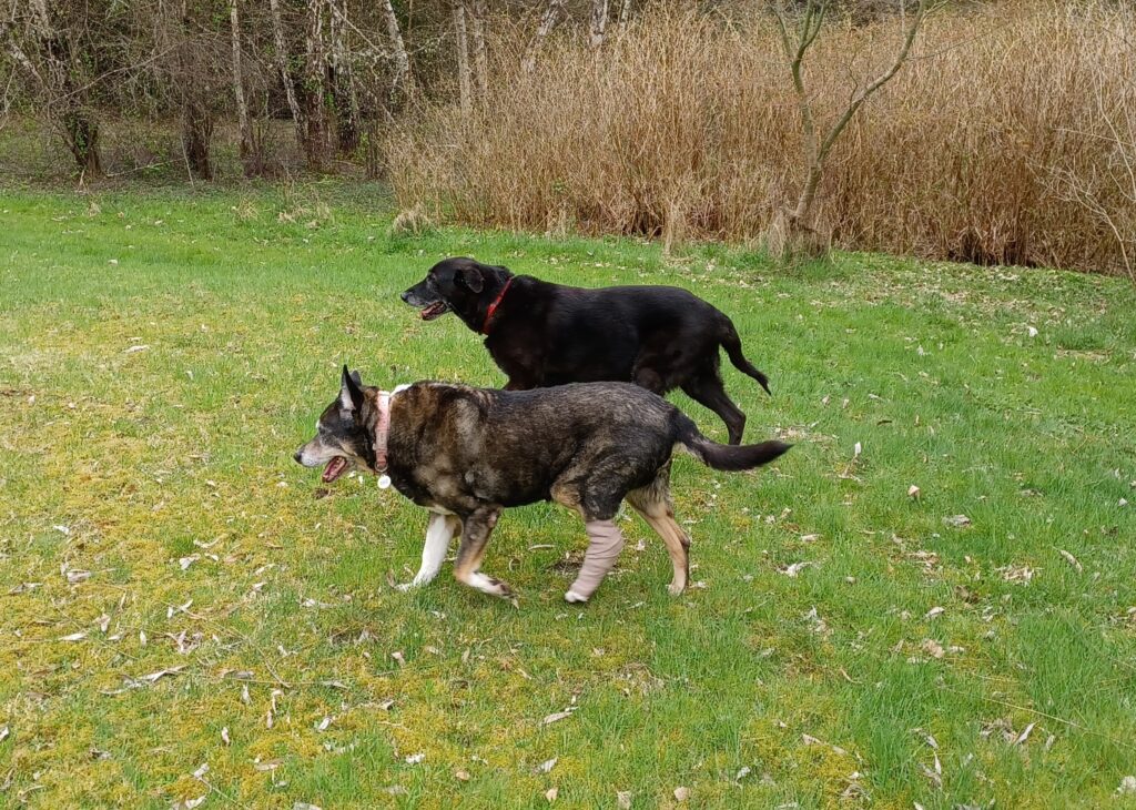 Sarge • Old Dog Haven