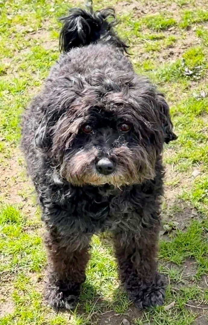 Teddy • Old Dog Haven