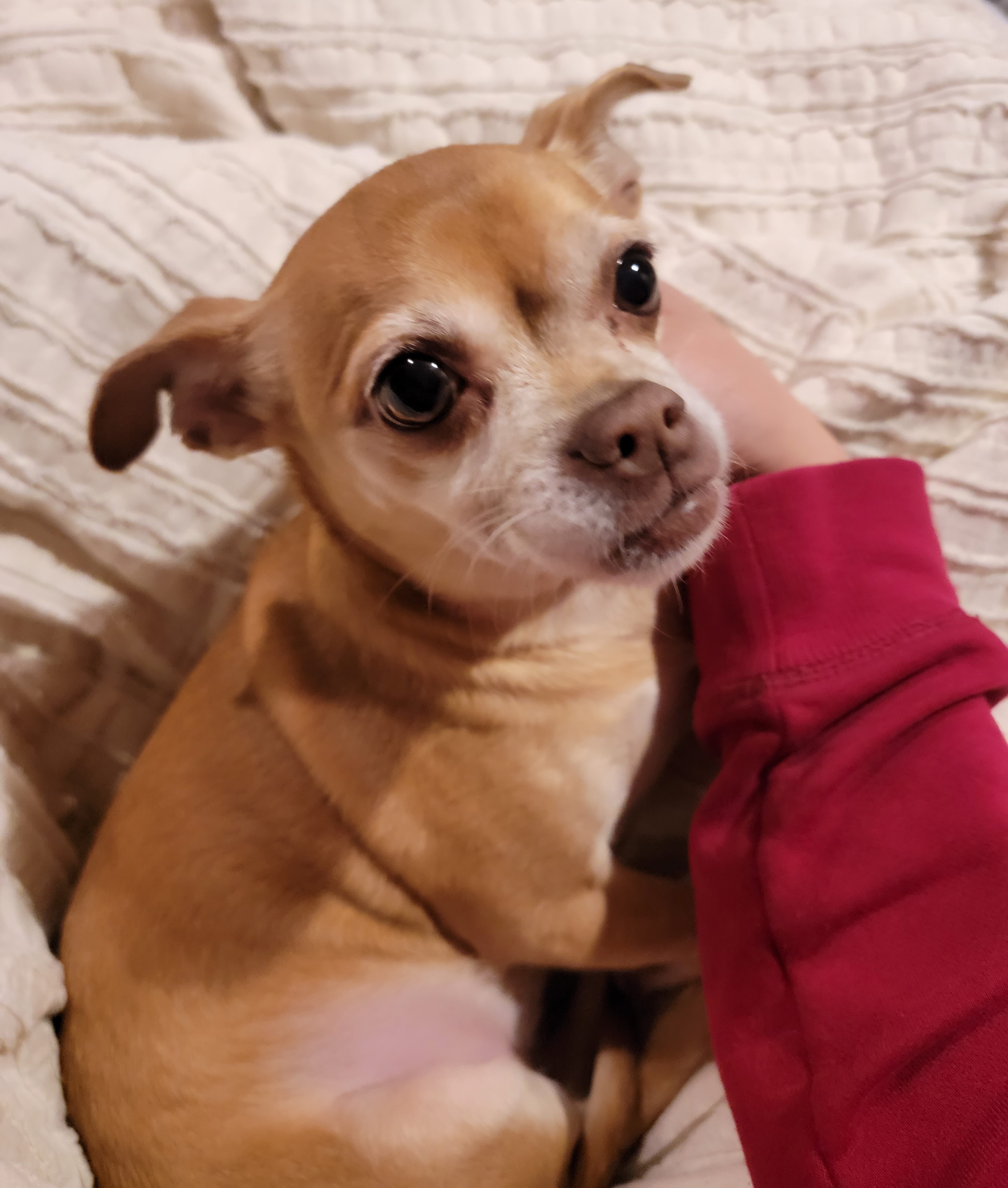 Zora • Old Dog Haven