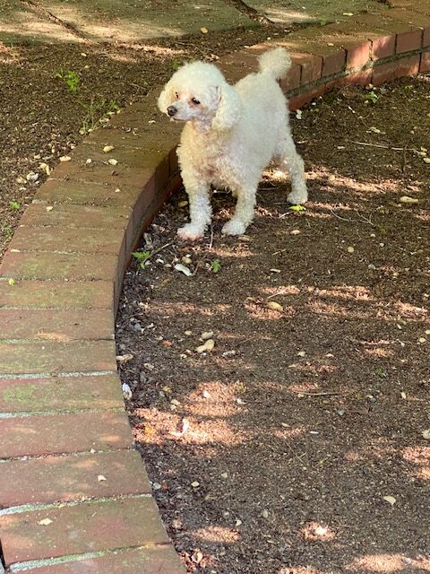 Angela • Old Dog Haven