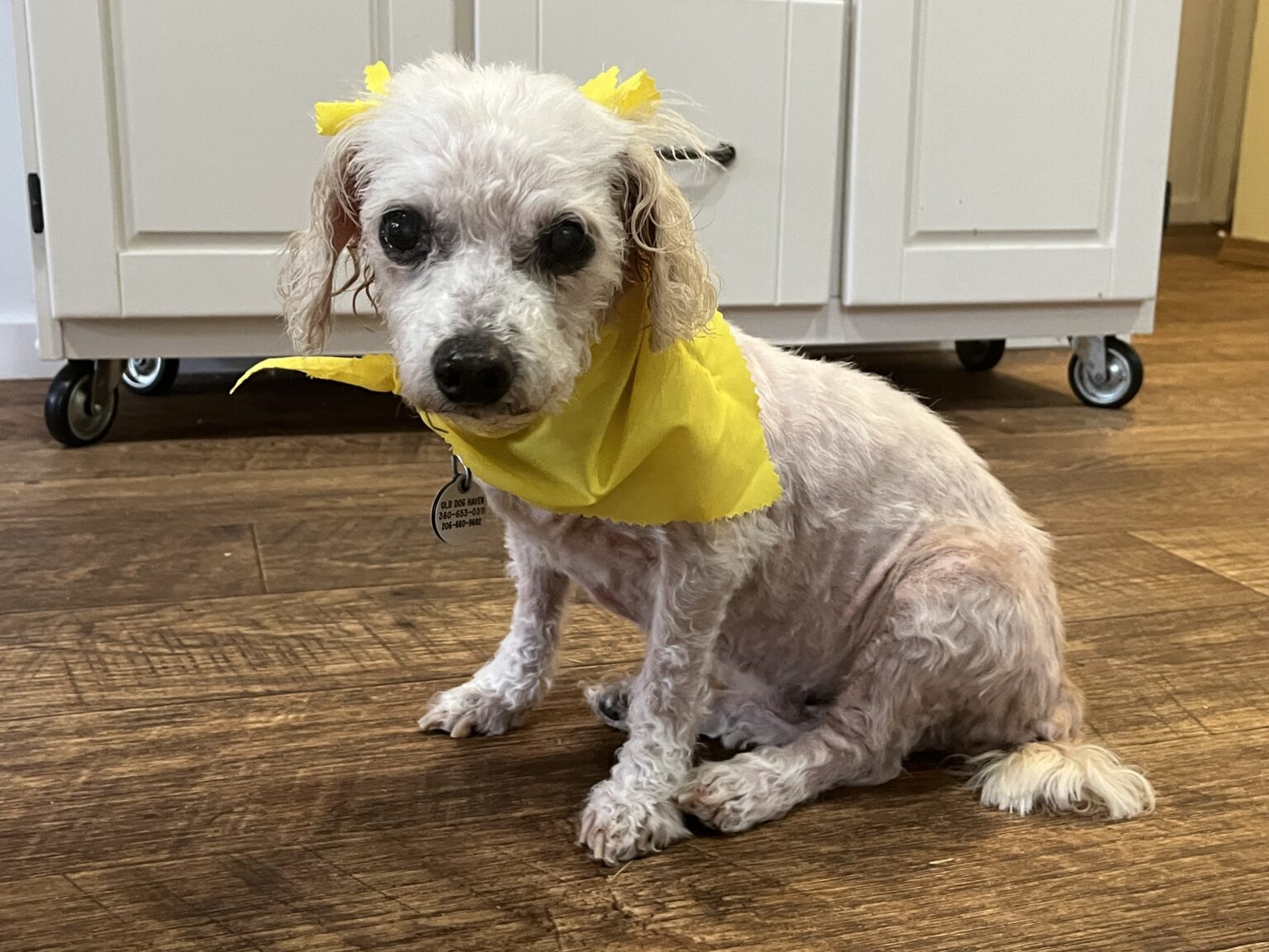 Final Refuge • Dog Category • Old Dog Haven