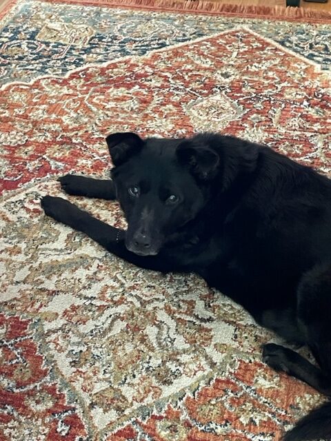 Missy • Old Dog Haven