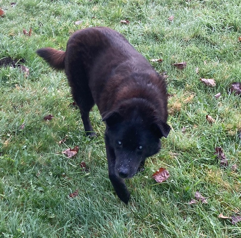 Missy • Old Dog Haven