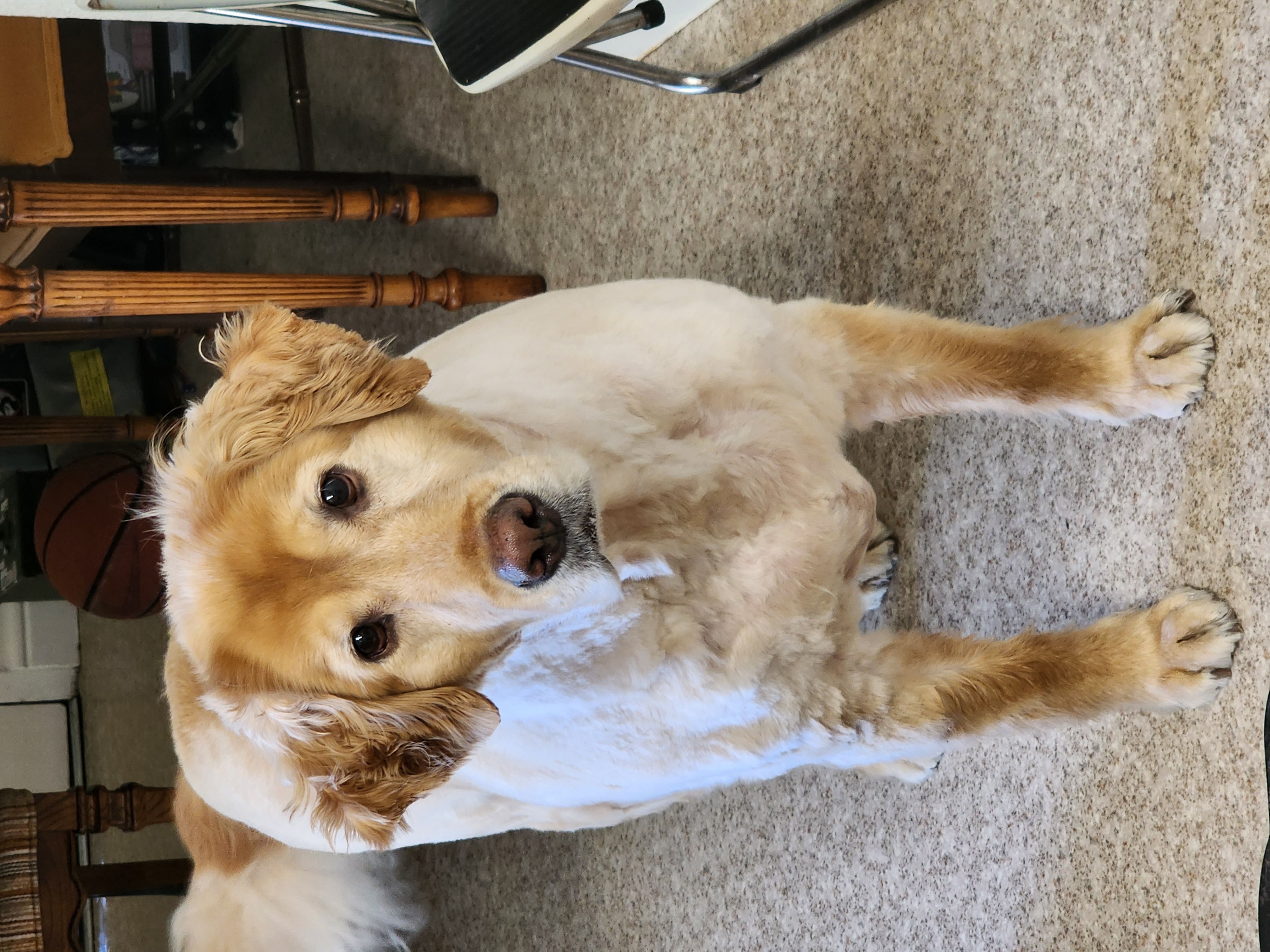 Charlie • Old Dog Haven