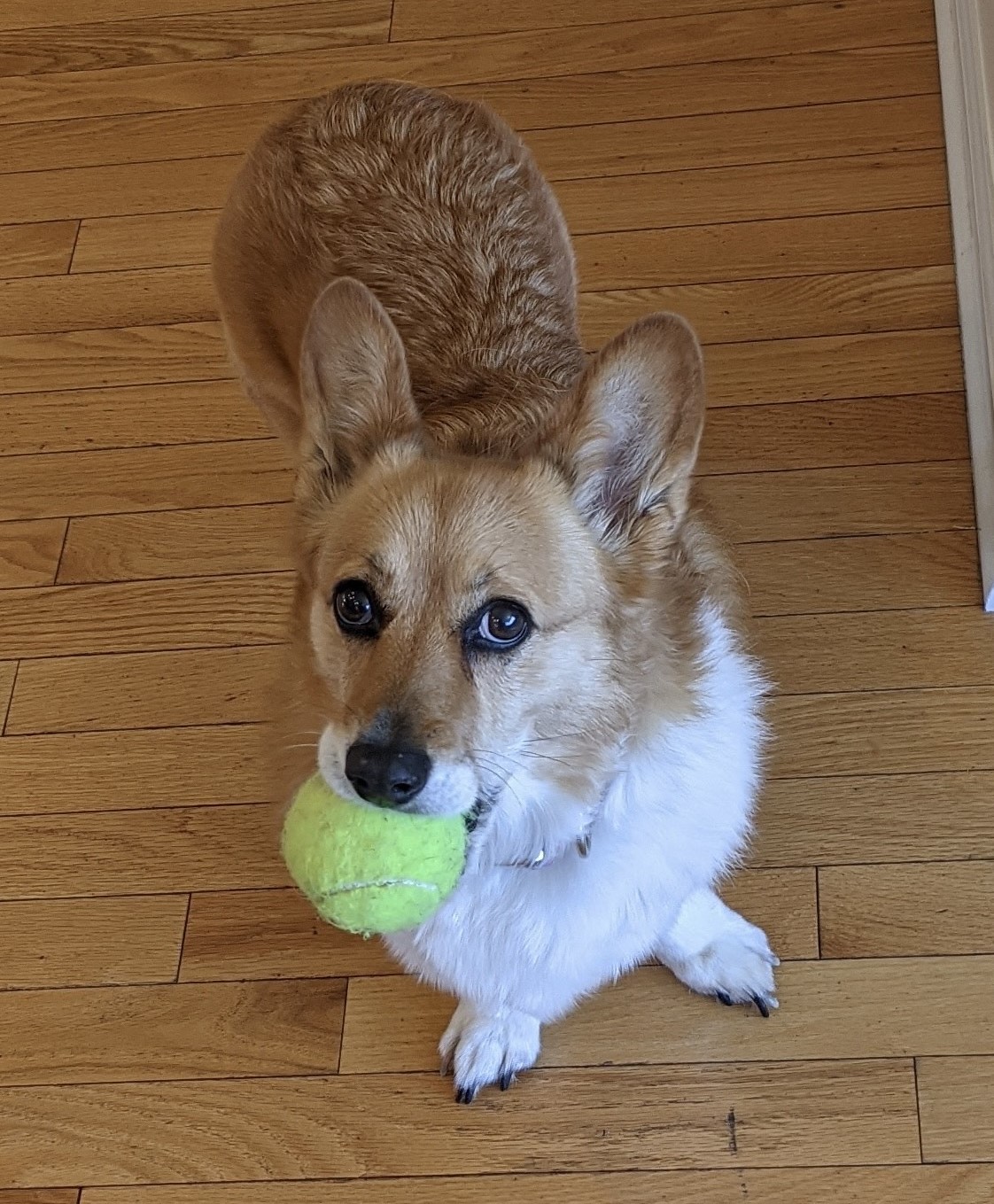 Bowser • Old Dog Haven