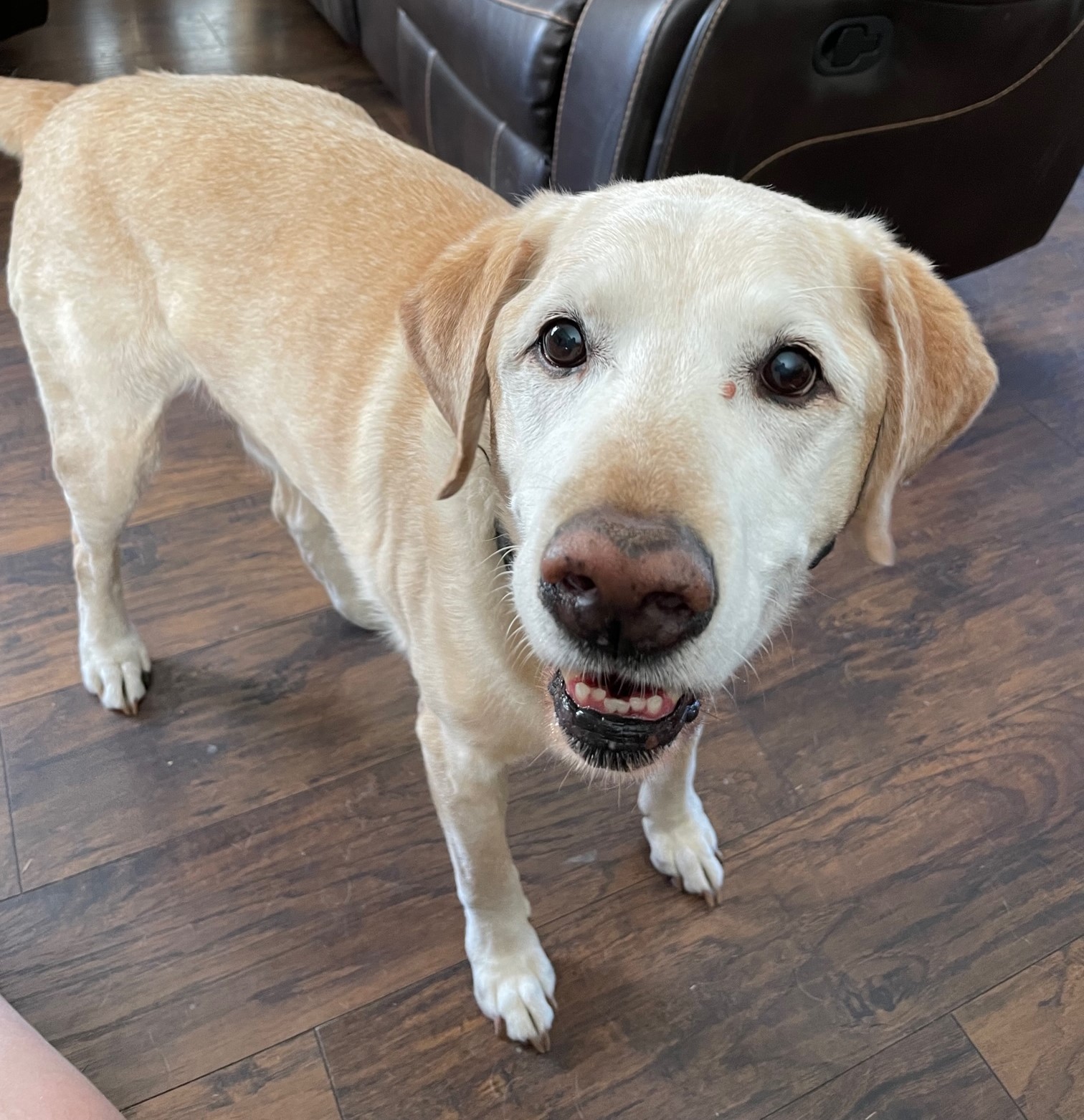 Duke • Old Dog Haven