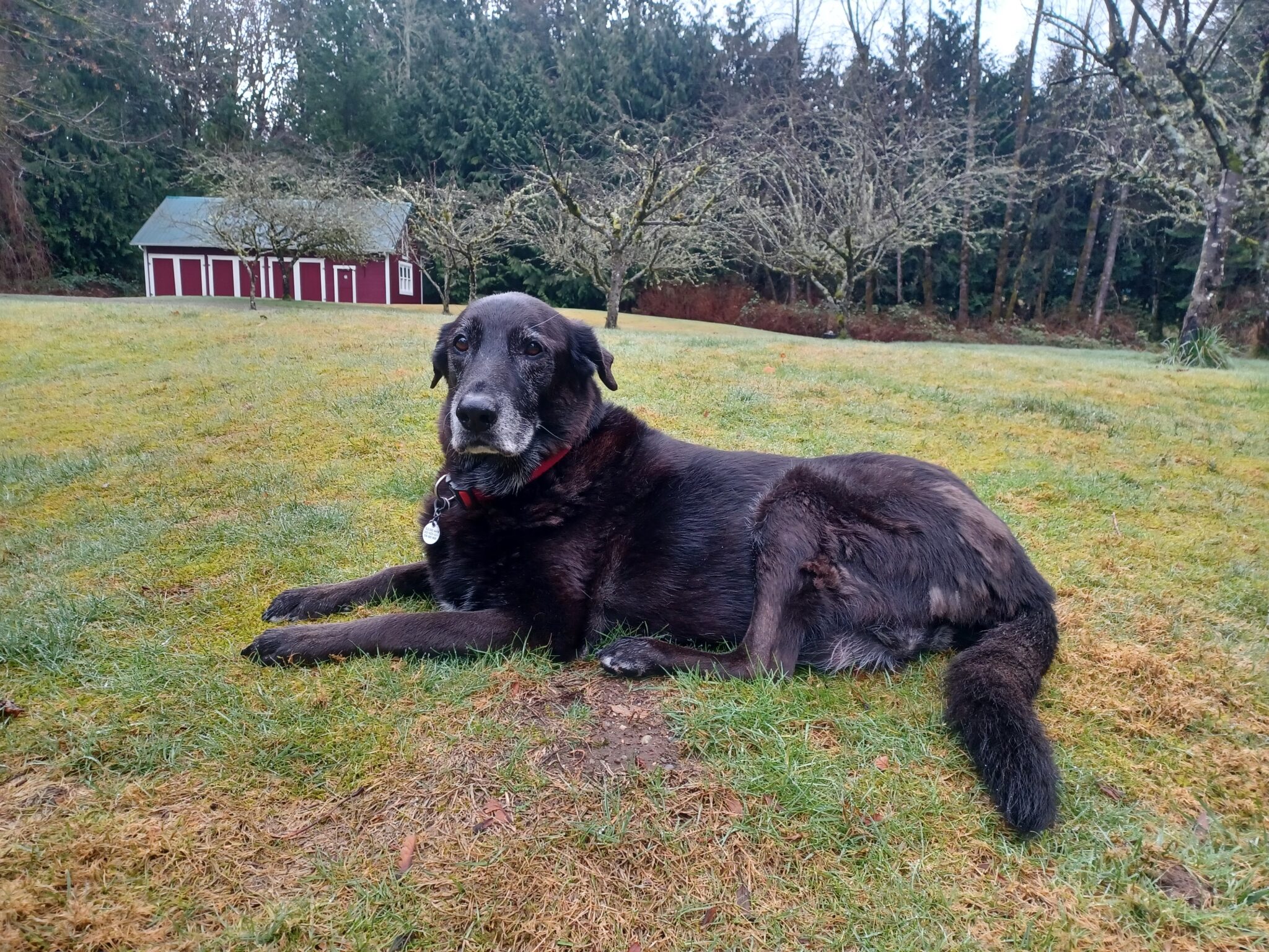 Jasper (Lab) • Old Dog Haven