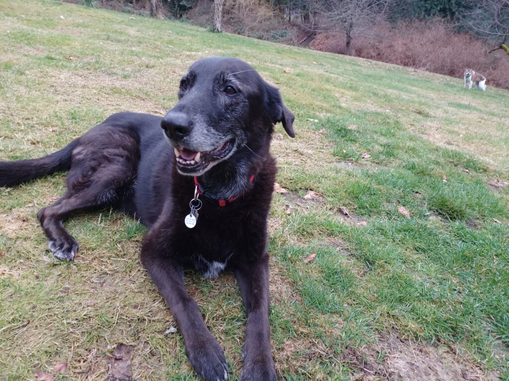 Jasper (Lab) • Old Dog Haven