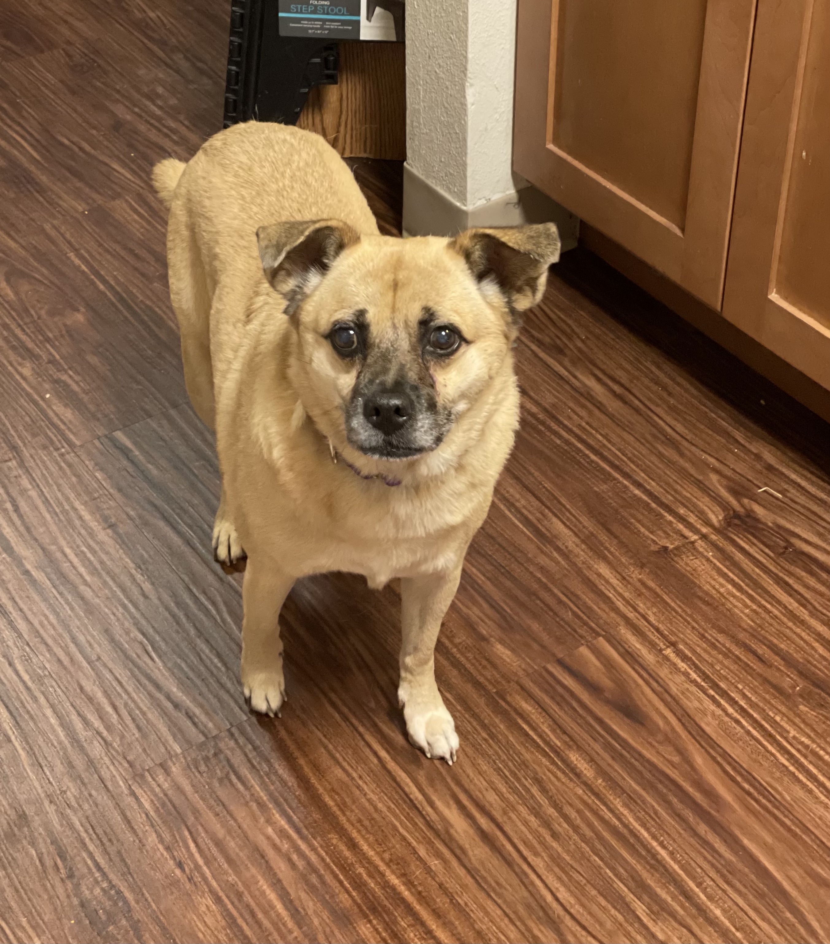 Sandy • Old Dog Haven