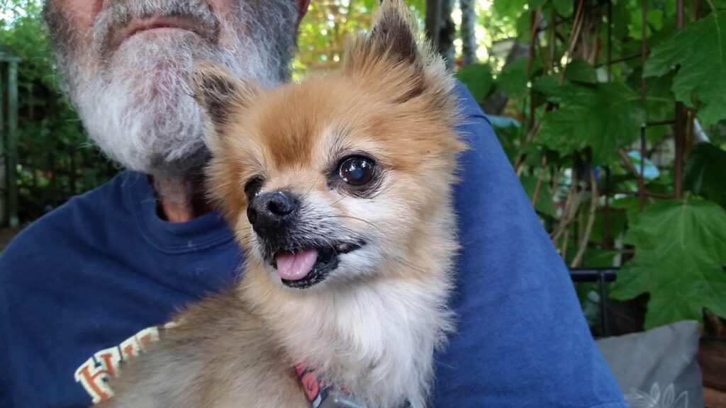 Willie • Old Dog Haven