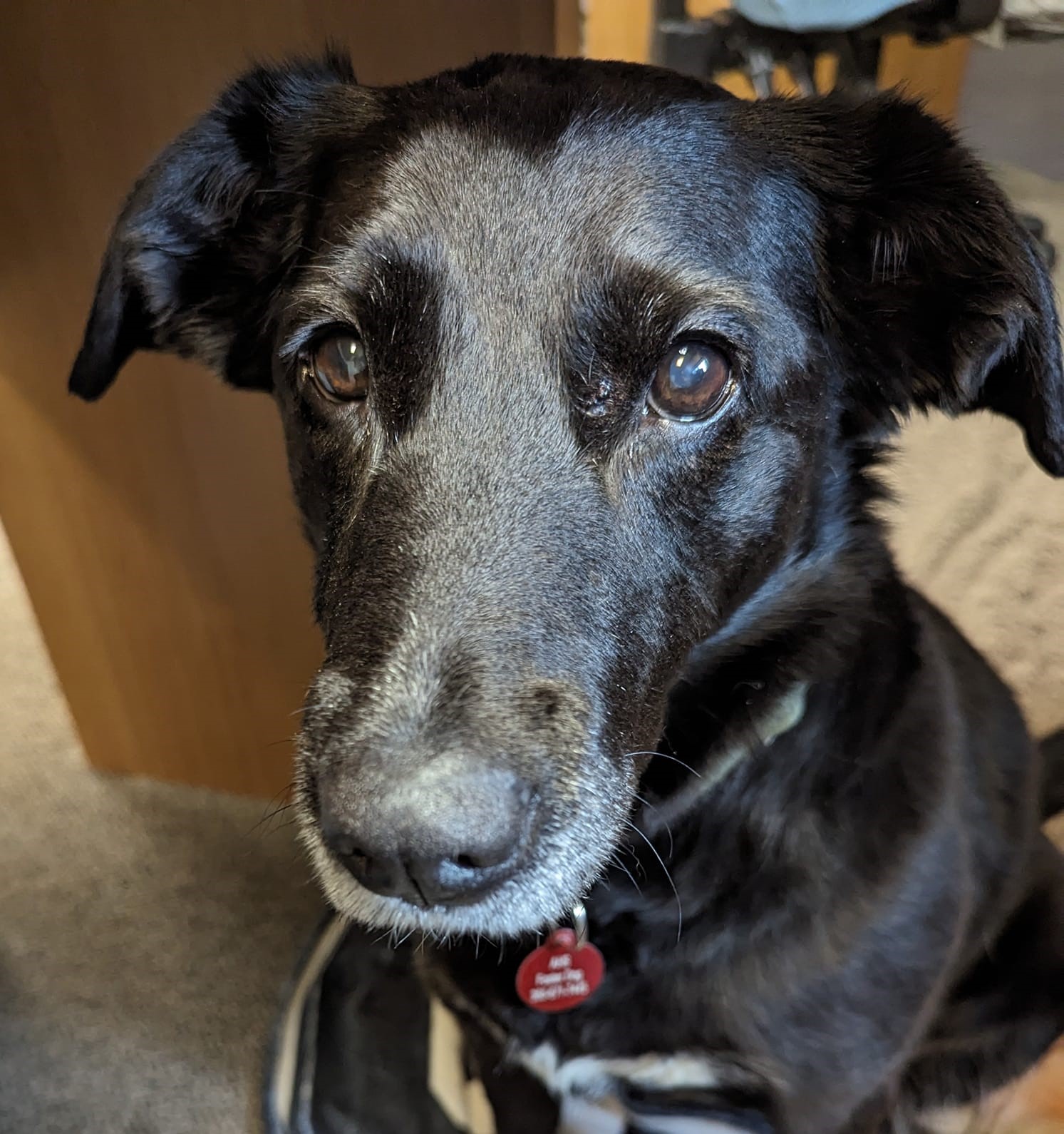 Breezy • Old Dog Haven