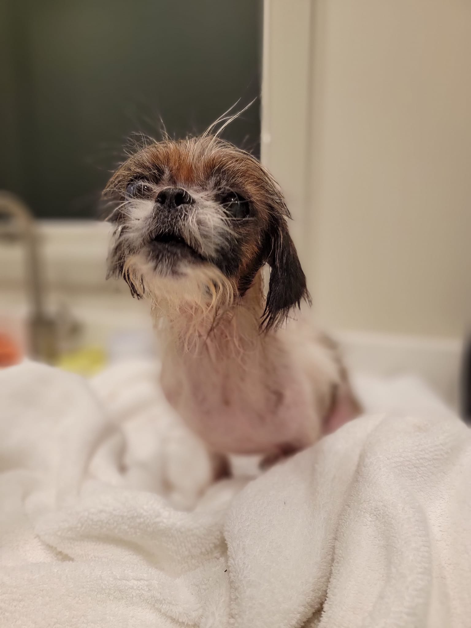 Flo • Old Dog Haven