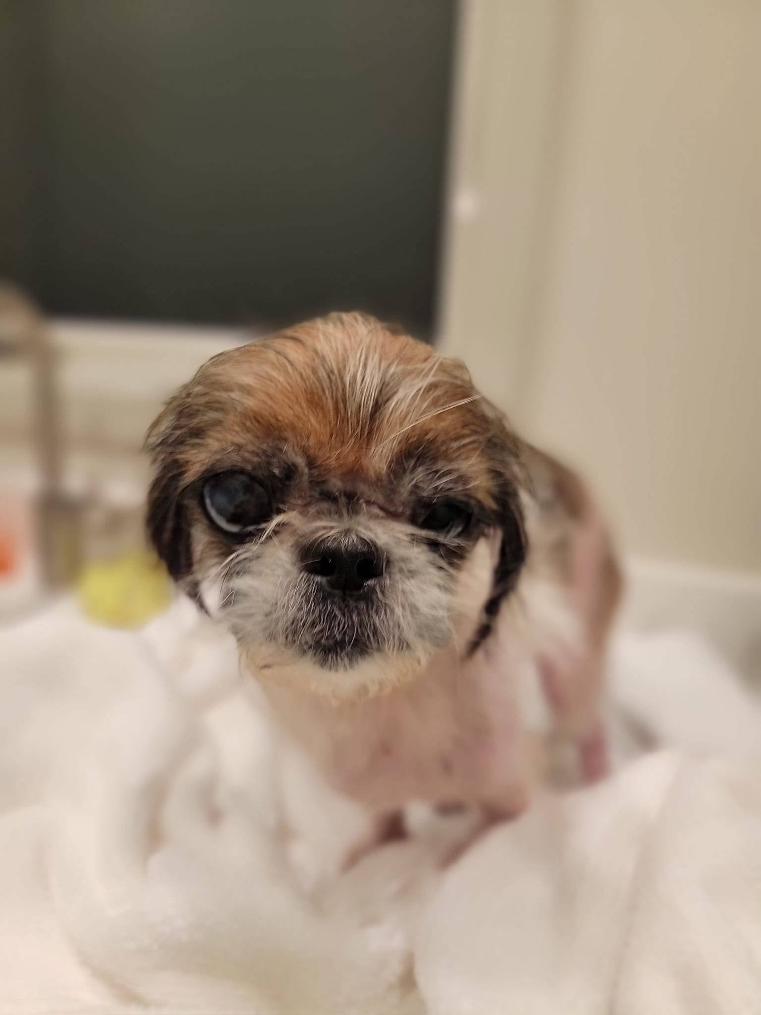 Flo • Old Dog Haven