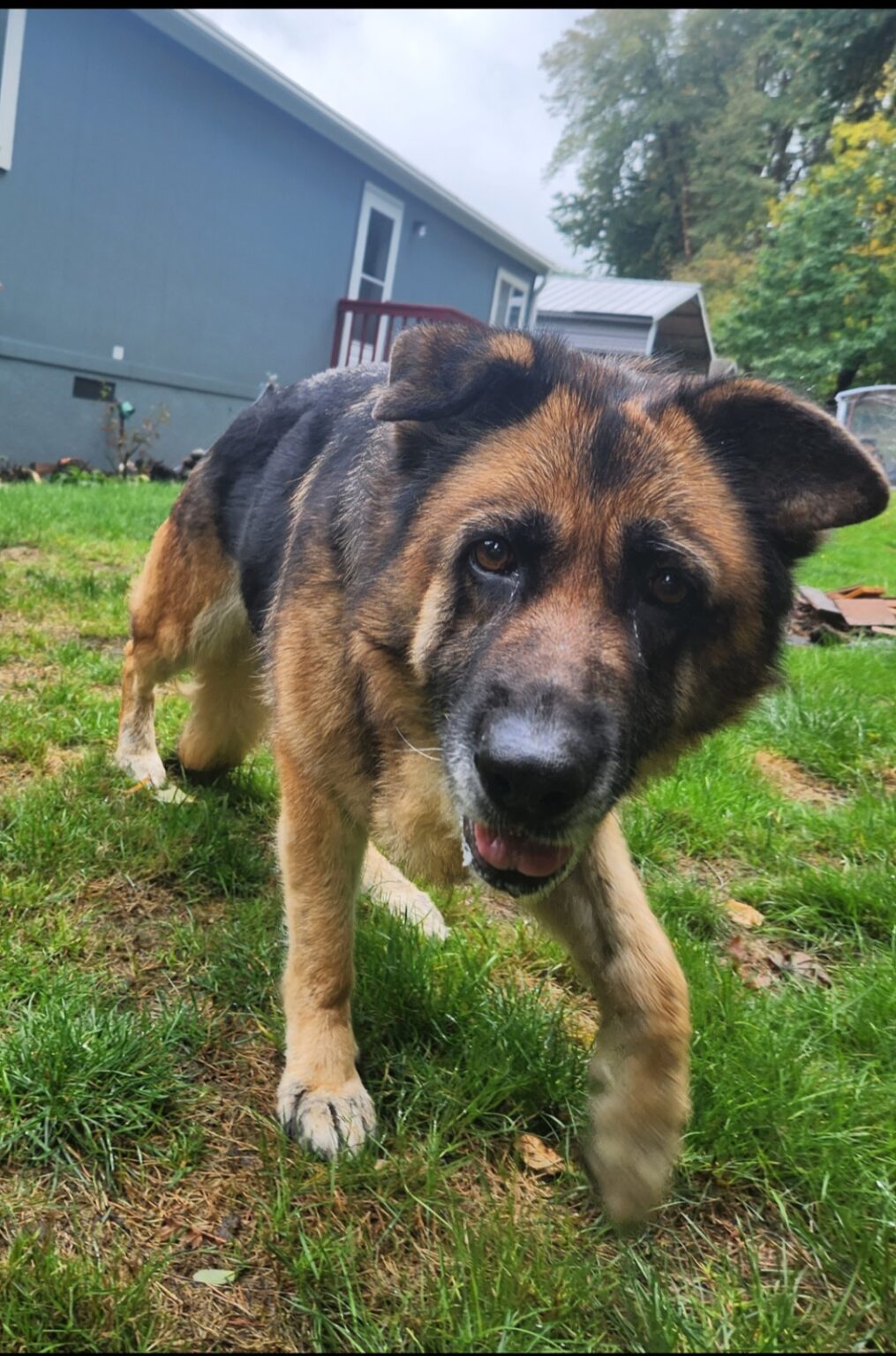 Jasmine • Old Dog Haven