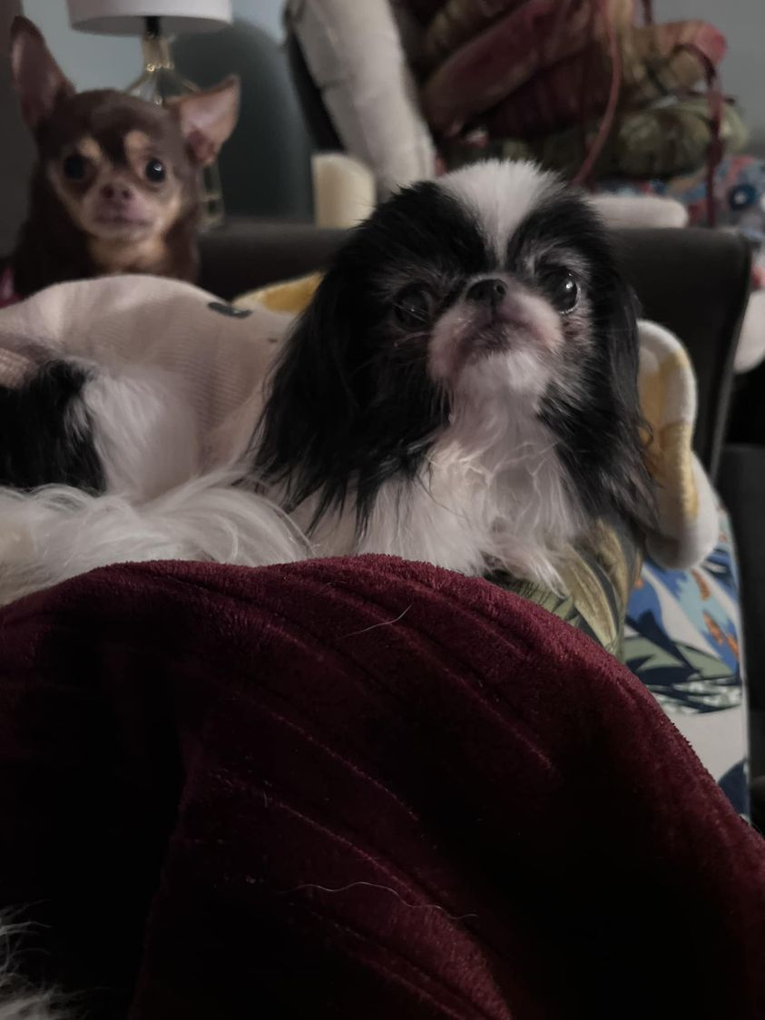 Emi • Old Dog Haven