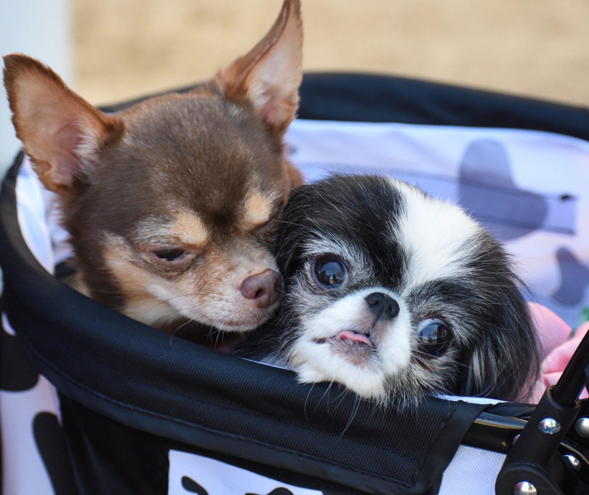 Emi • Old Dog Haven