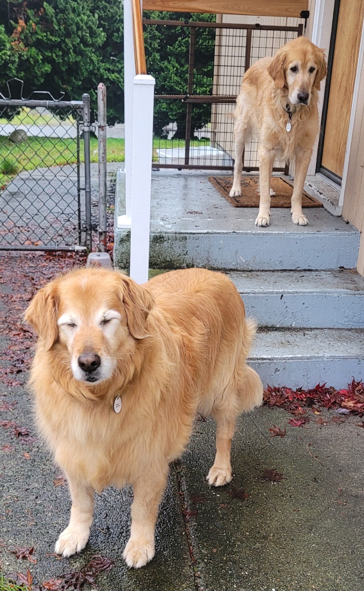 Faye • Old Dog Haven