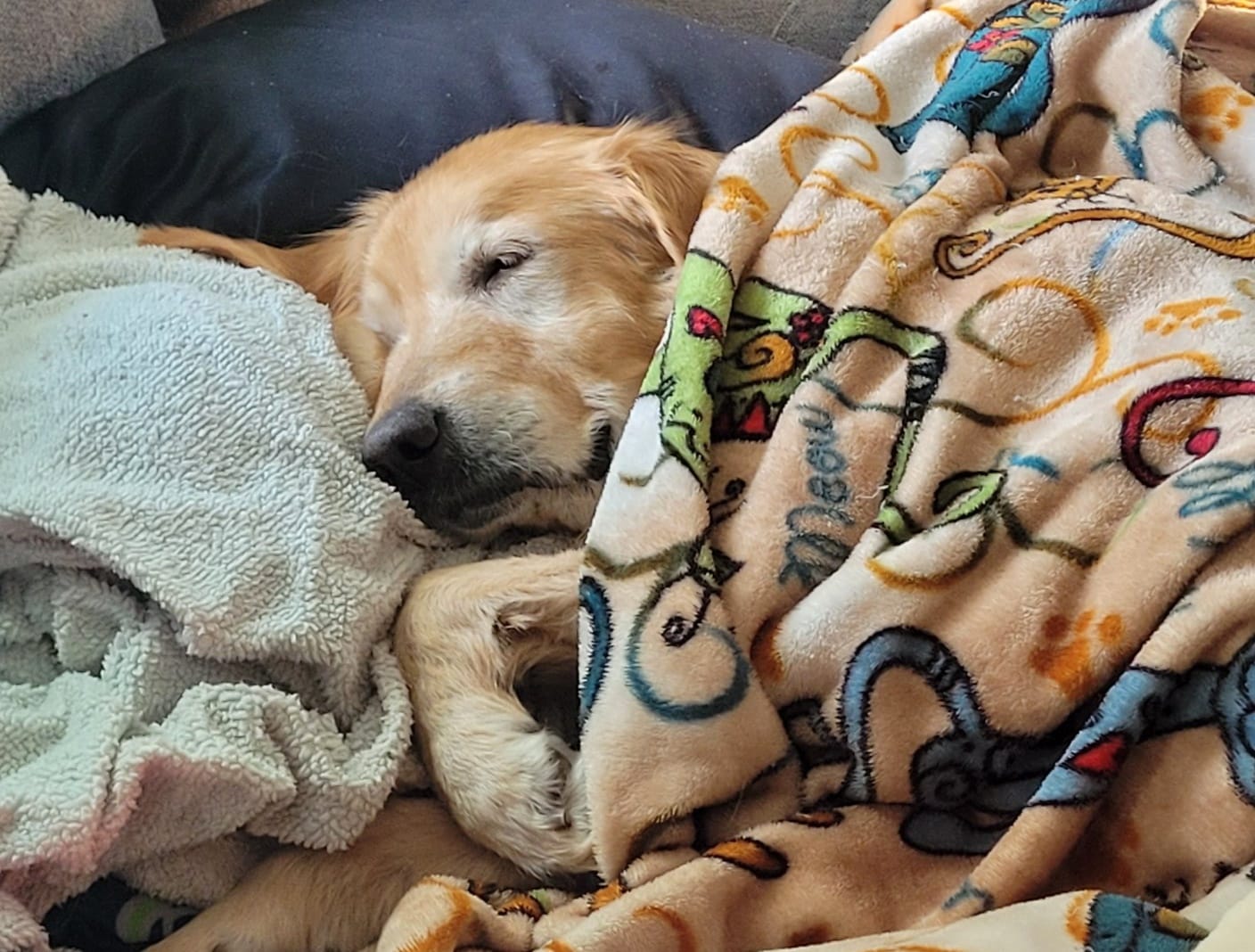 Faye • Old Dog Haven