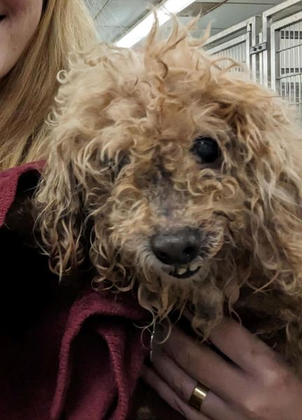 Melba • Old Dog Haven