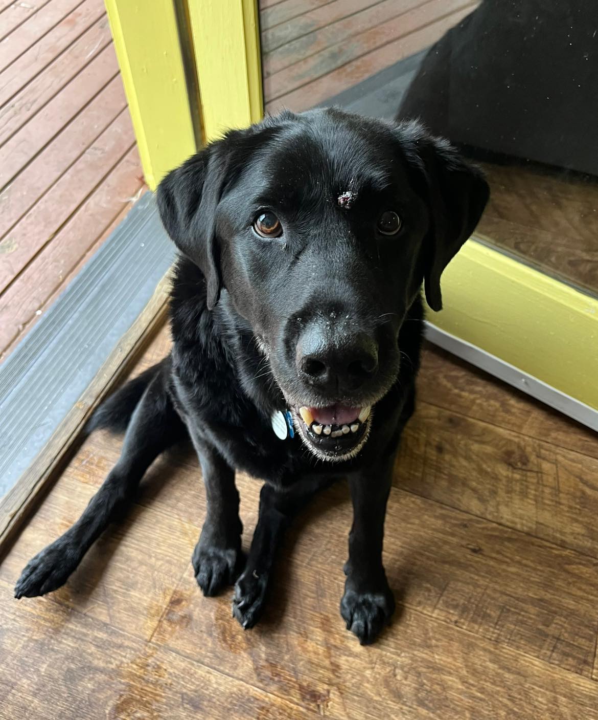 Obie • Old Dog Haven