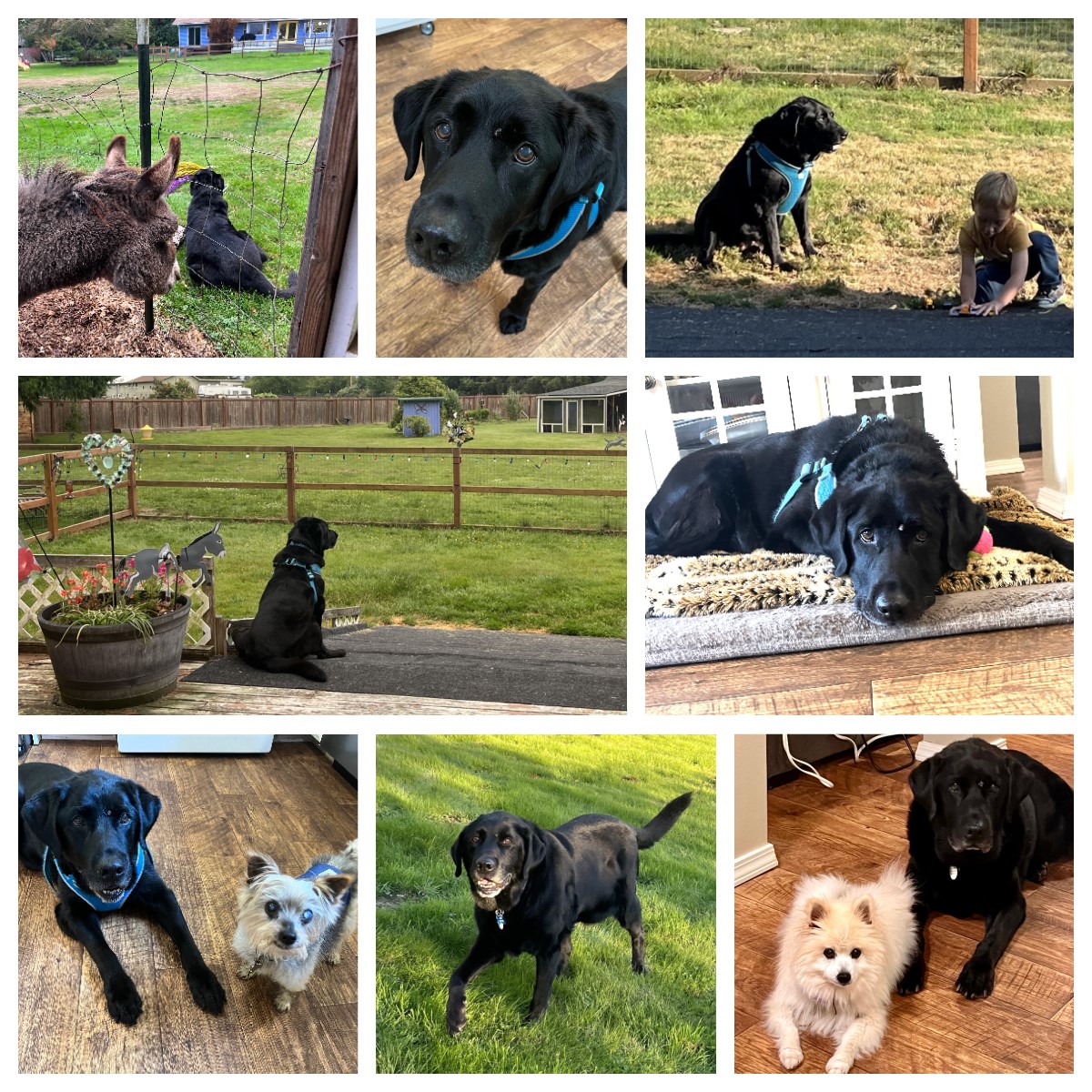 Obie • Old Dog Haven