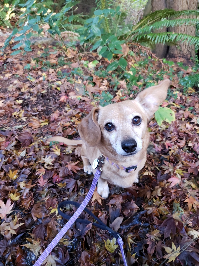 Ruger • Old Dog Haven