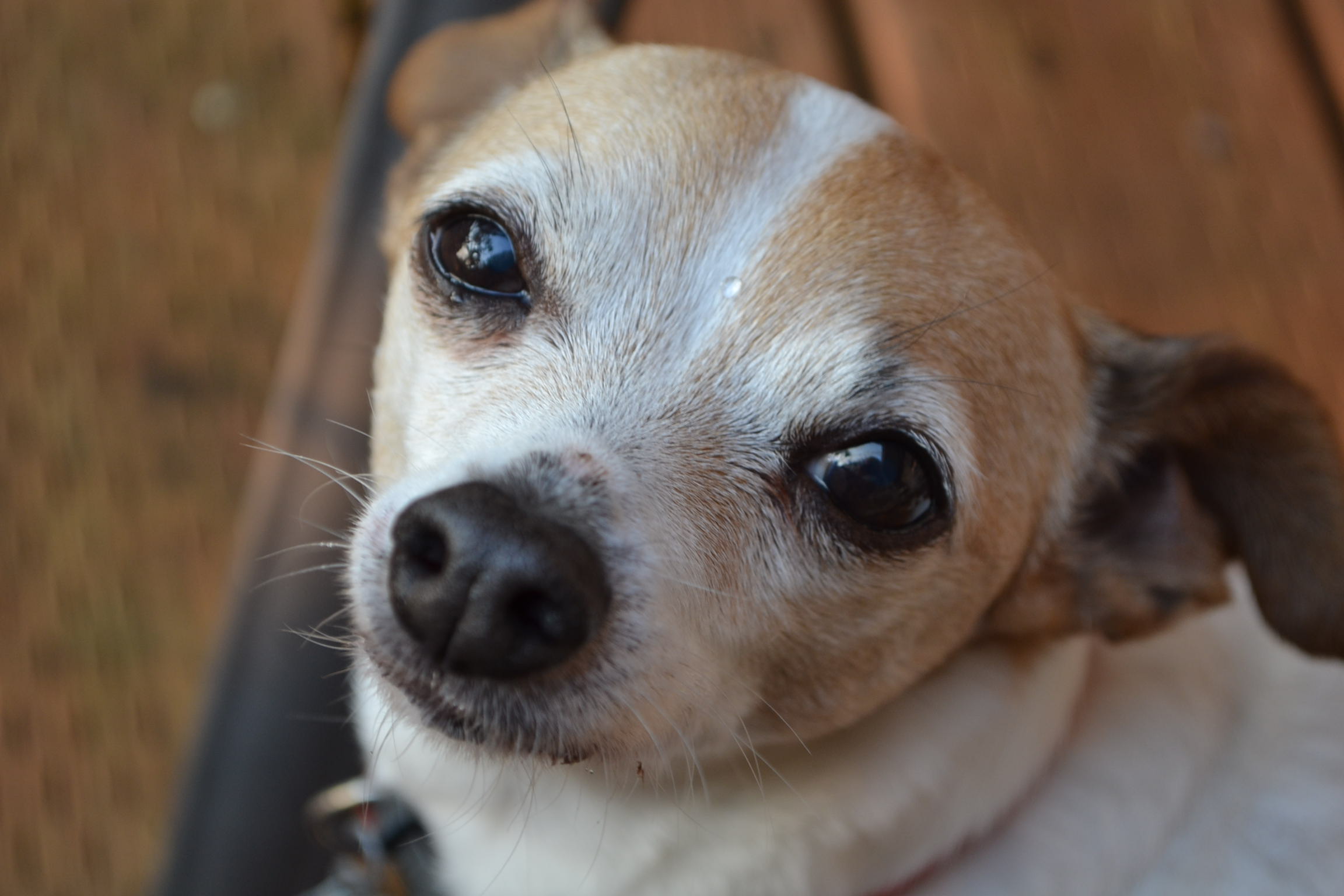 Chloe • Old Dog Haven