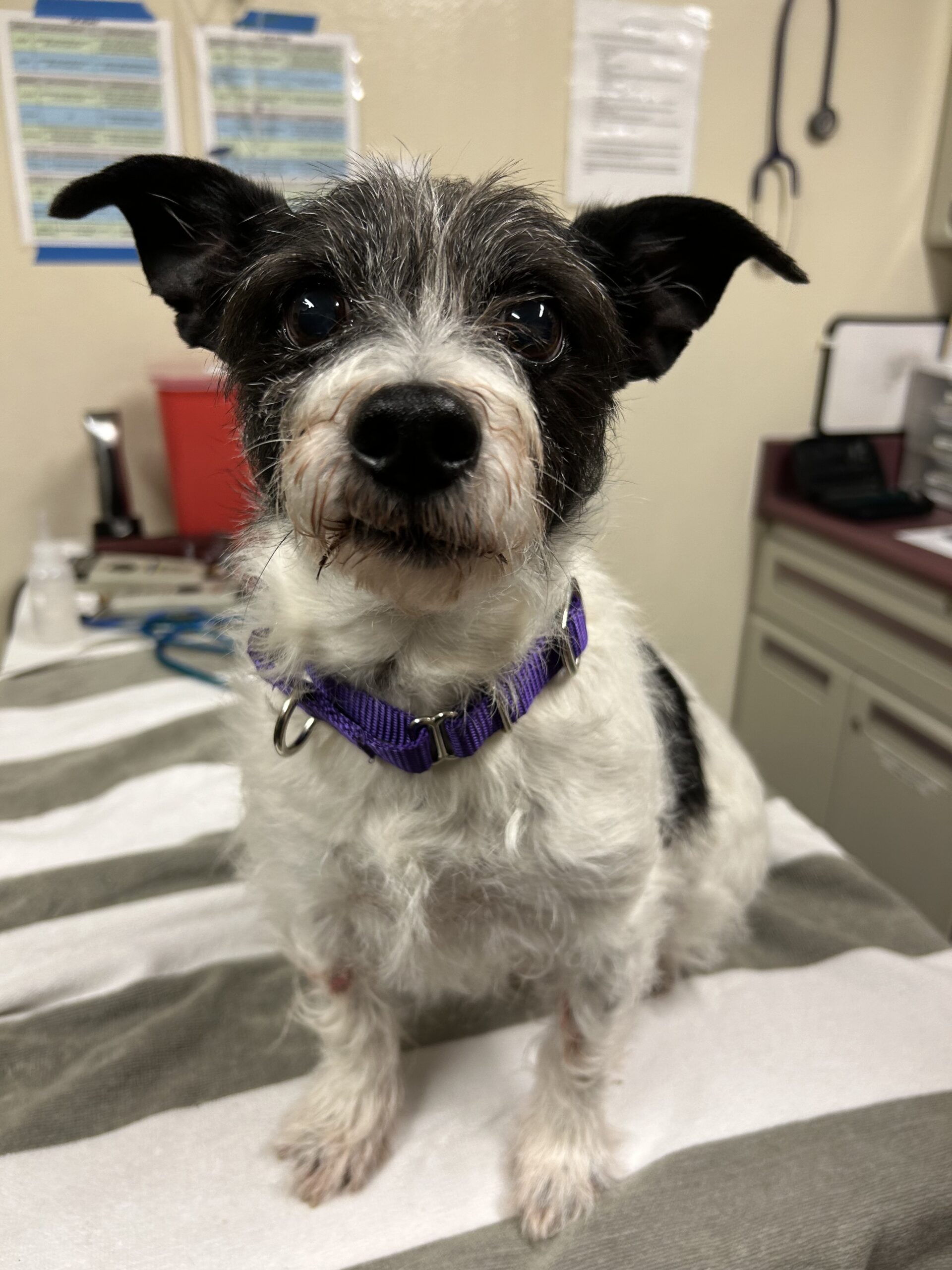 Dexter • Old Dog Haven