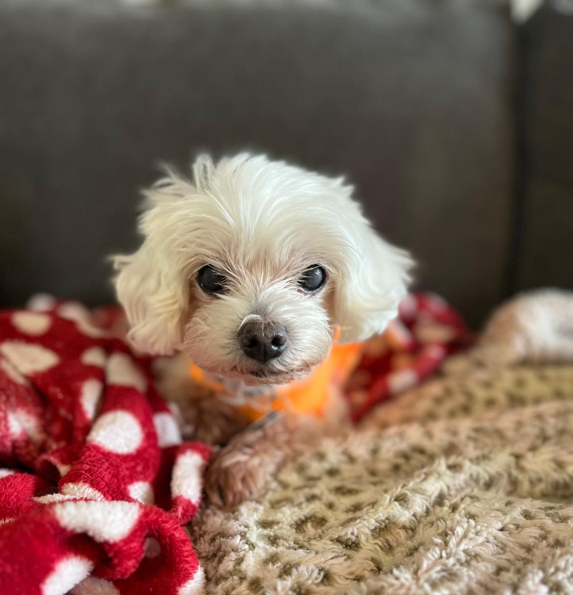 Jenny • Old Dog Haven
