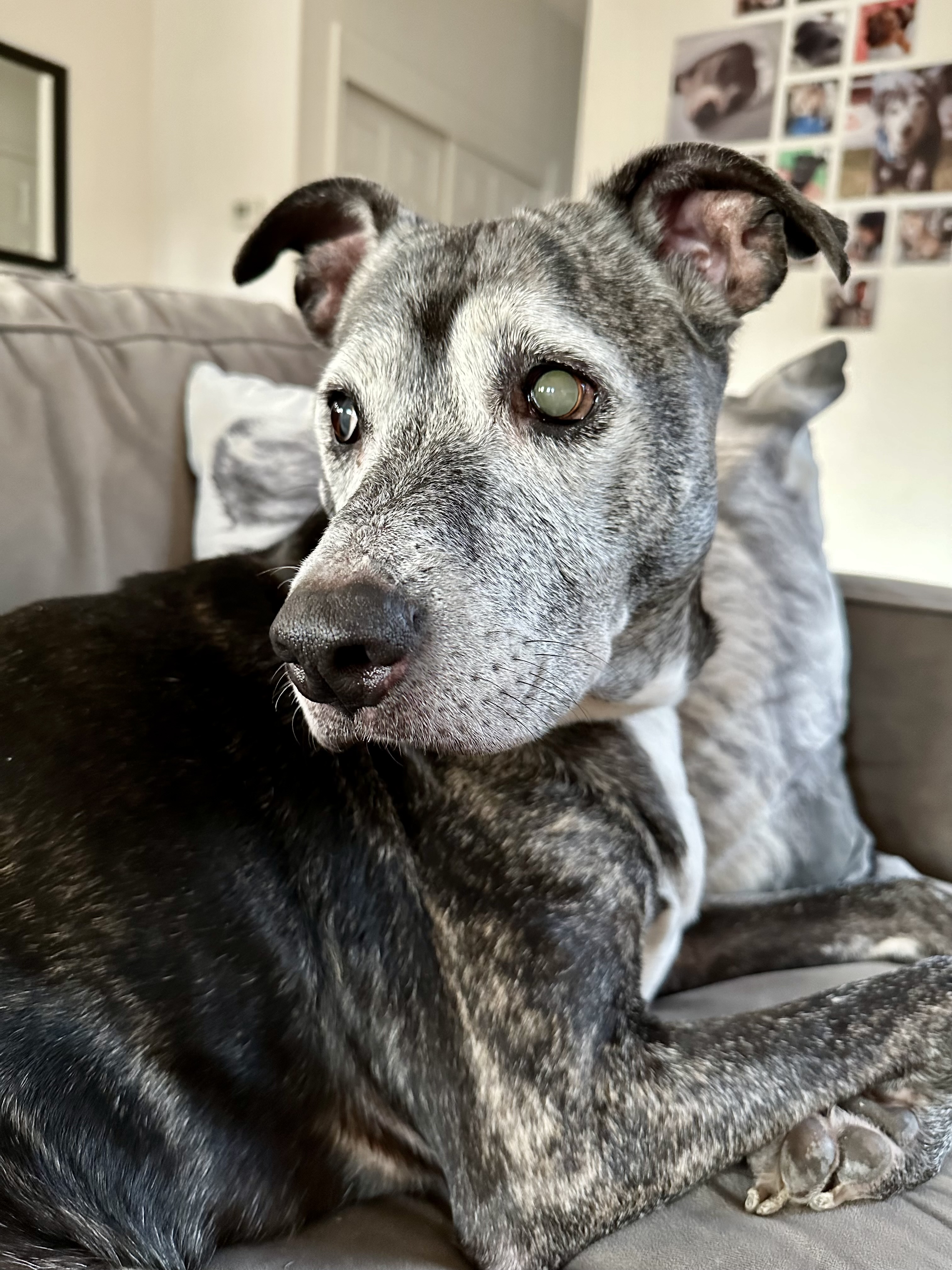 Olive • Old Dog Haven