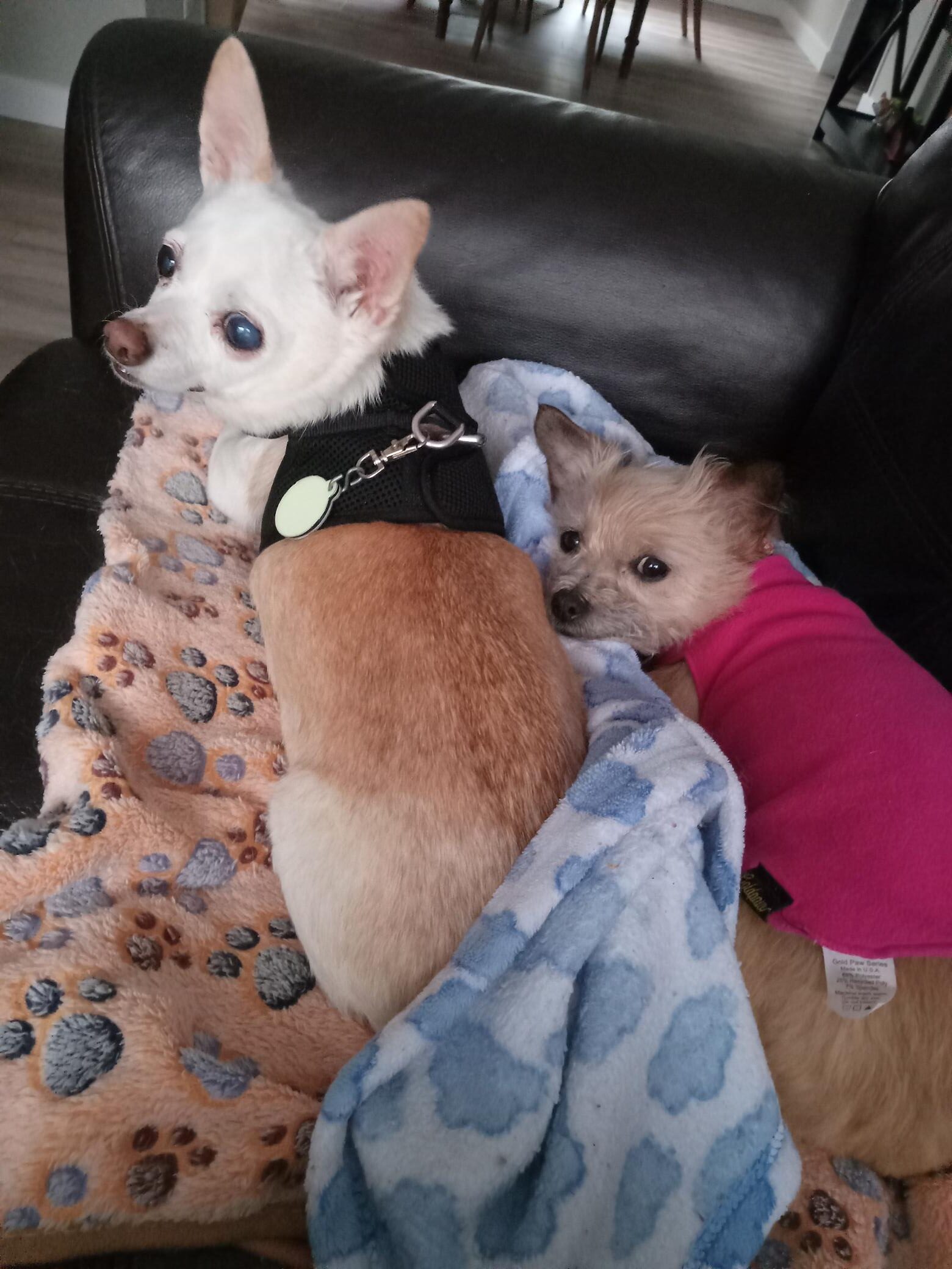 RustyBob • Old Dog Haven