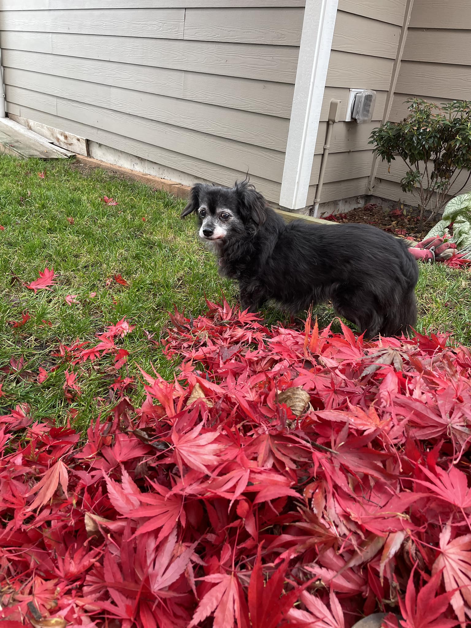 Suzie • Old Dog Haven