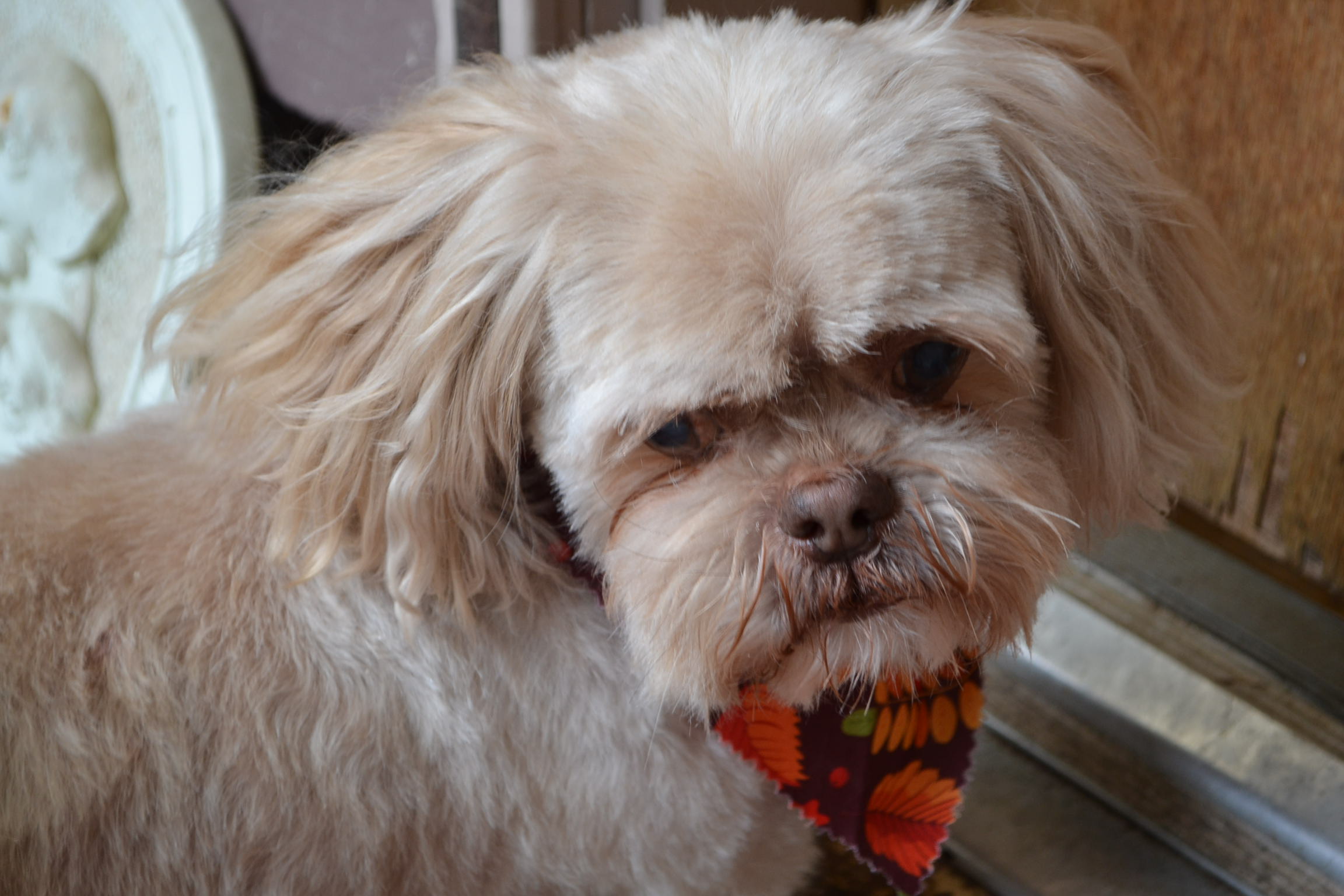 Teddy • Old Dog Haven