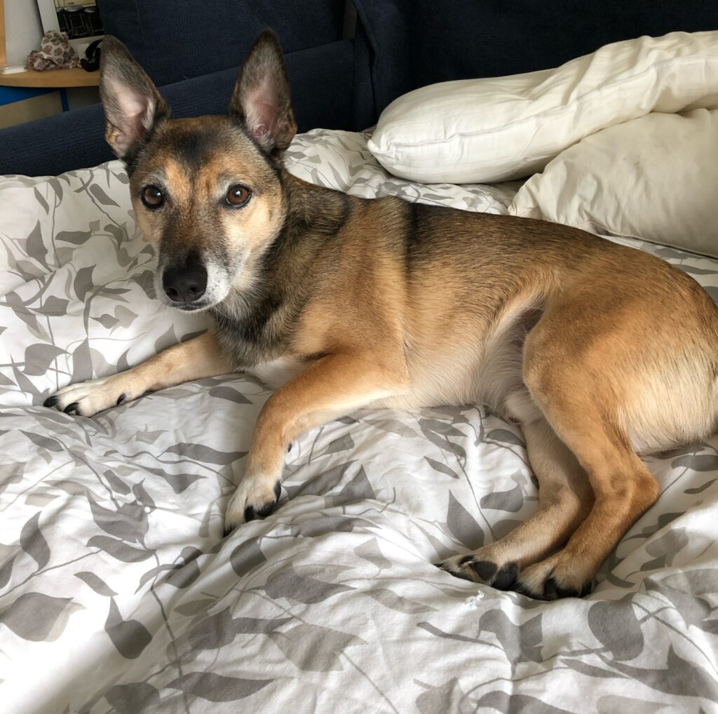 Adoptable • Dog Category • Old Dog Haven
