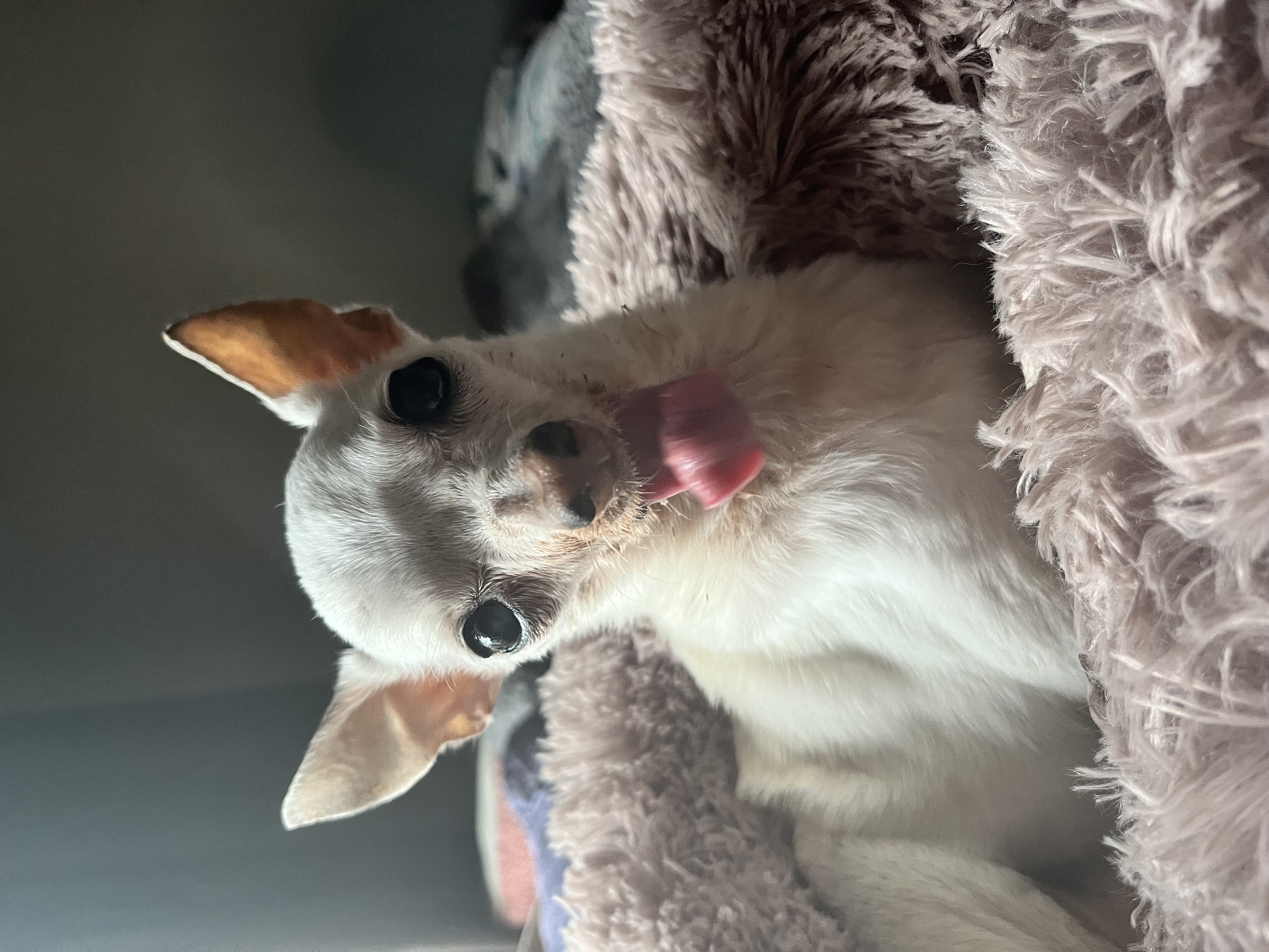 Buddy J • Old Dog Haven