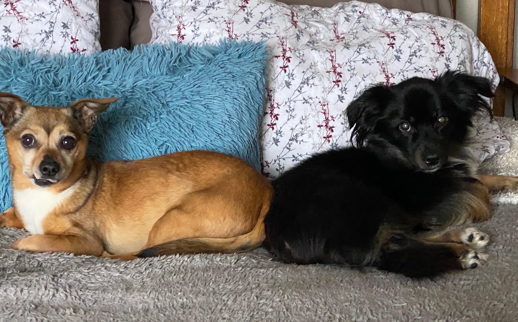 Chui Chui and Brownie • Old Dog Haven