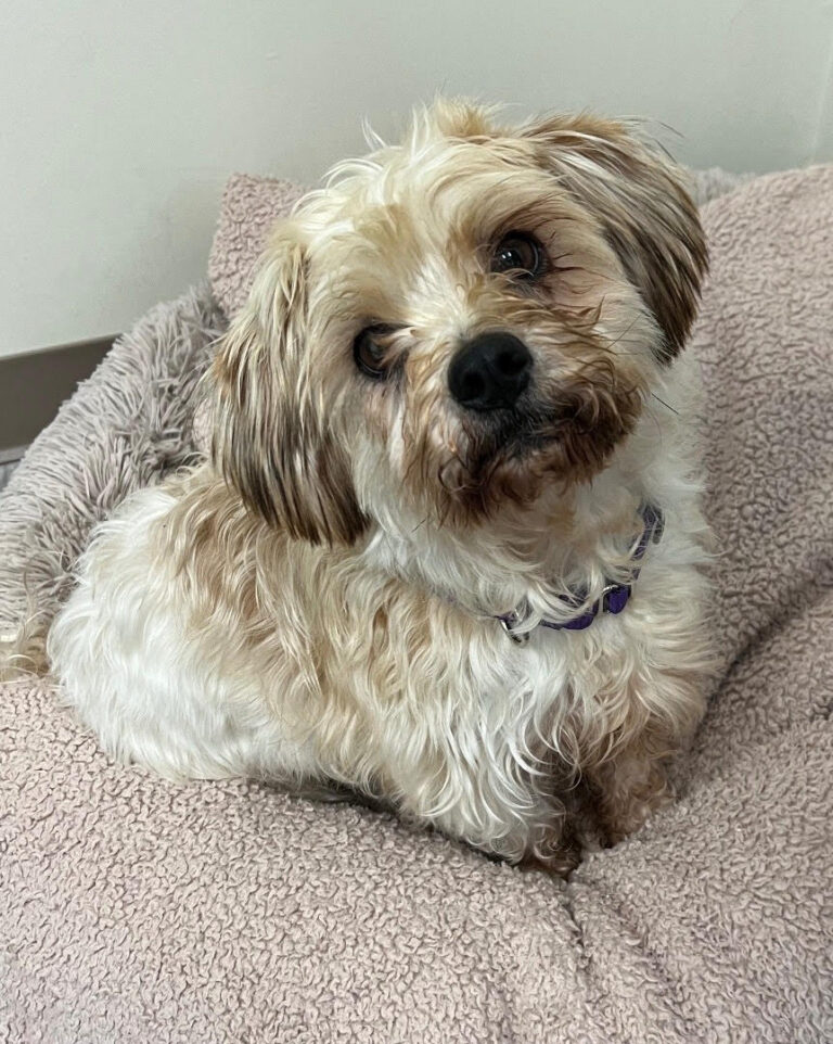 Oso • Old Dog Haven