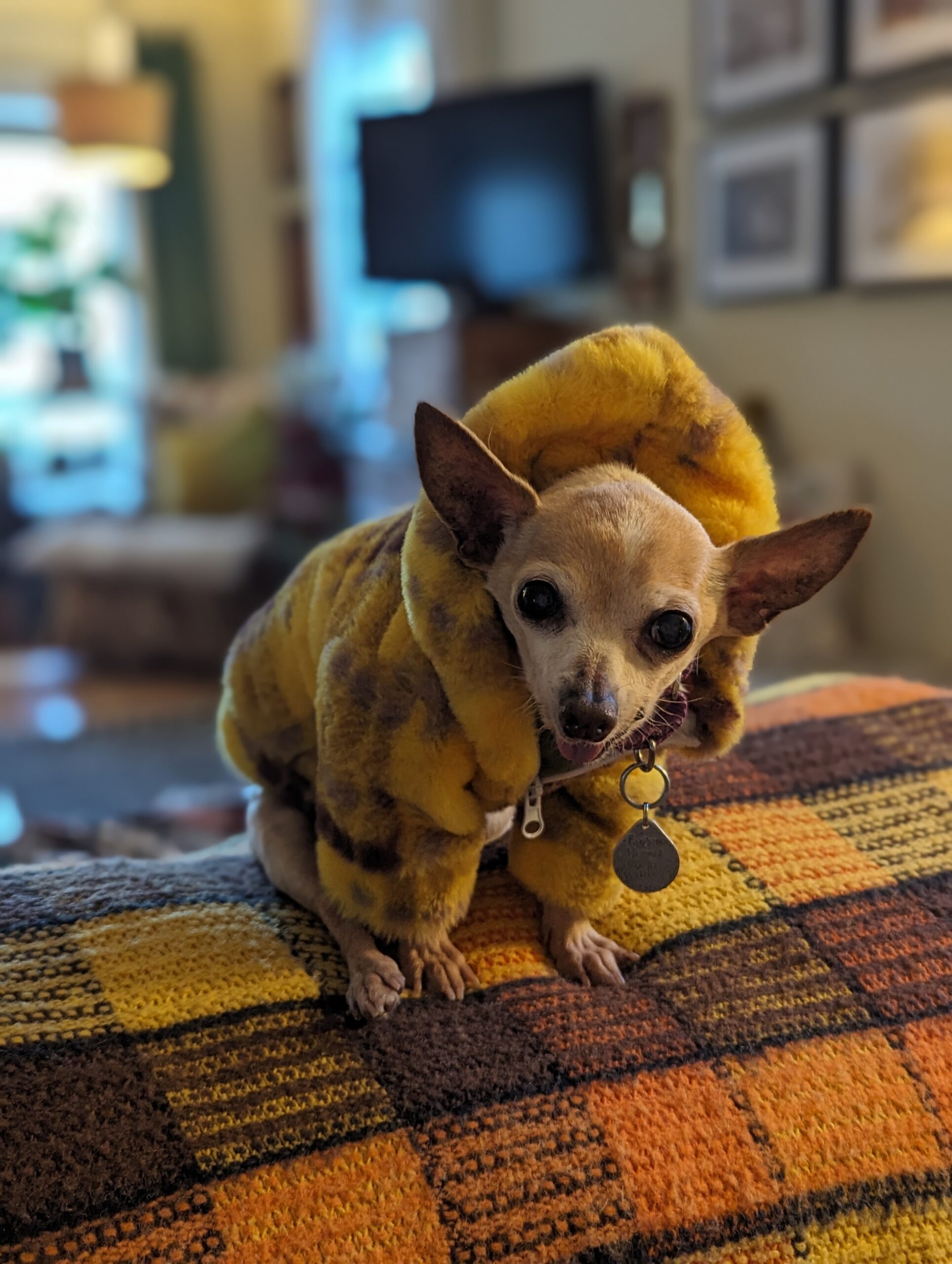 Eugene Hermit Krabs • Old Dog Haven